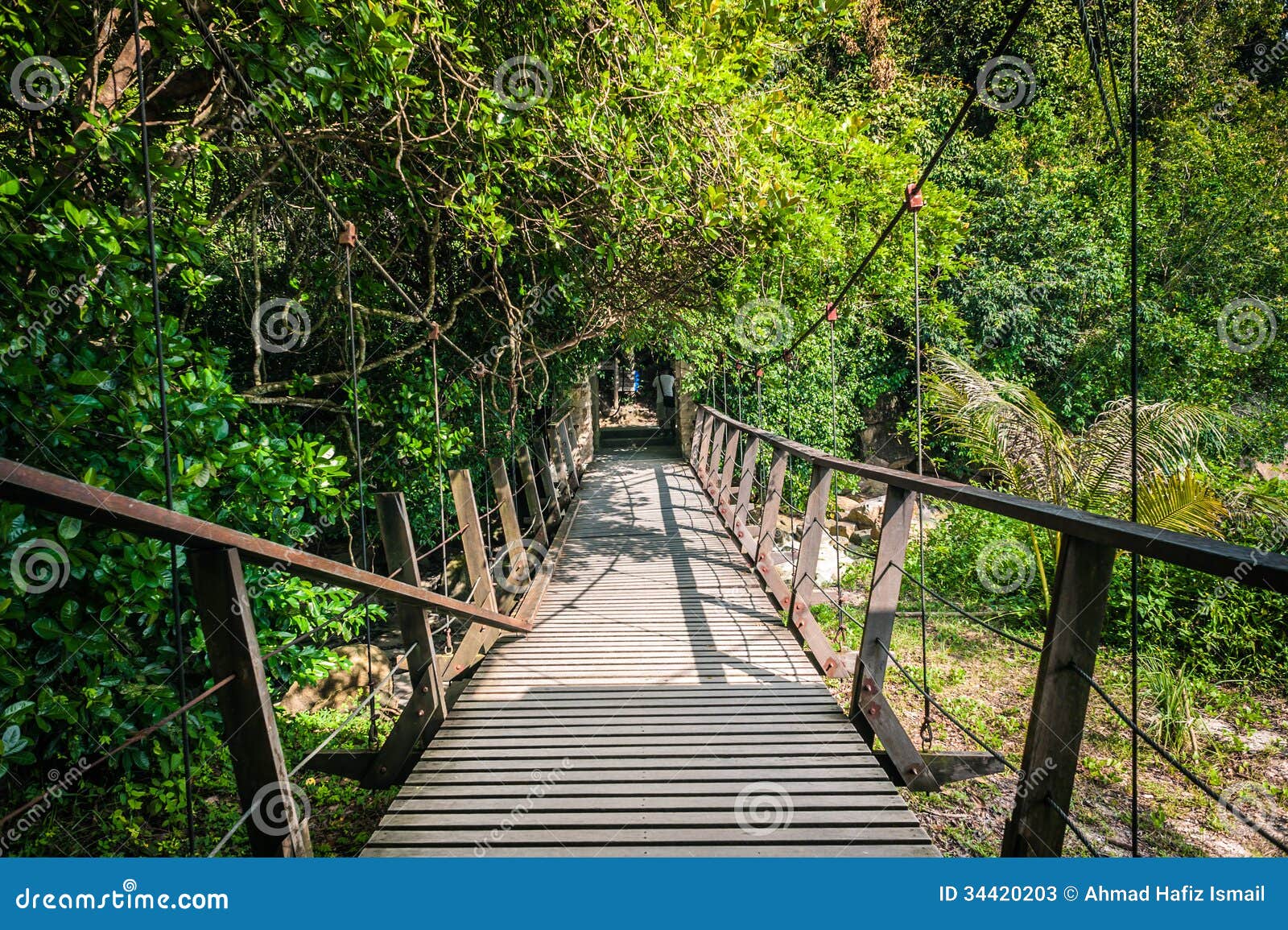 Hanging Bridge in a forest stock image. Image of high - 34420203
