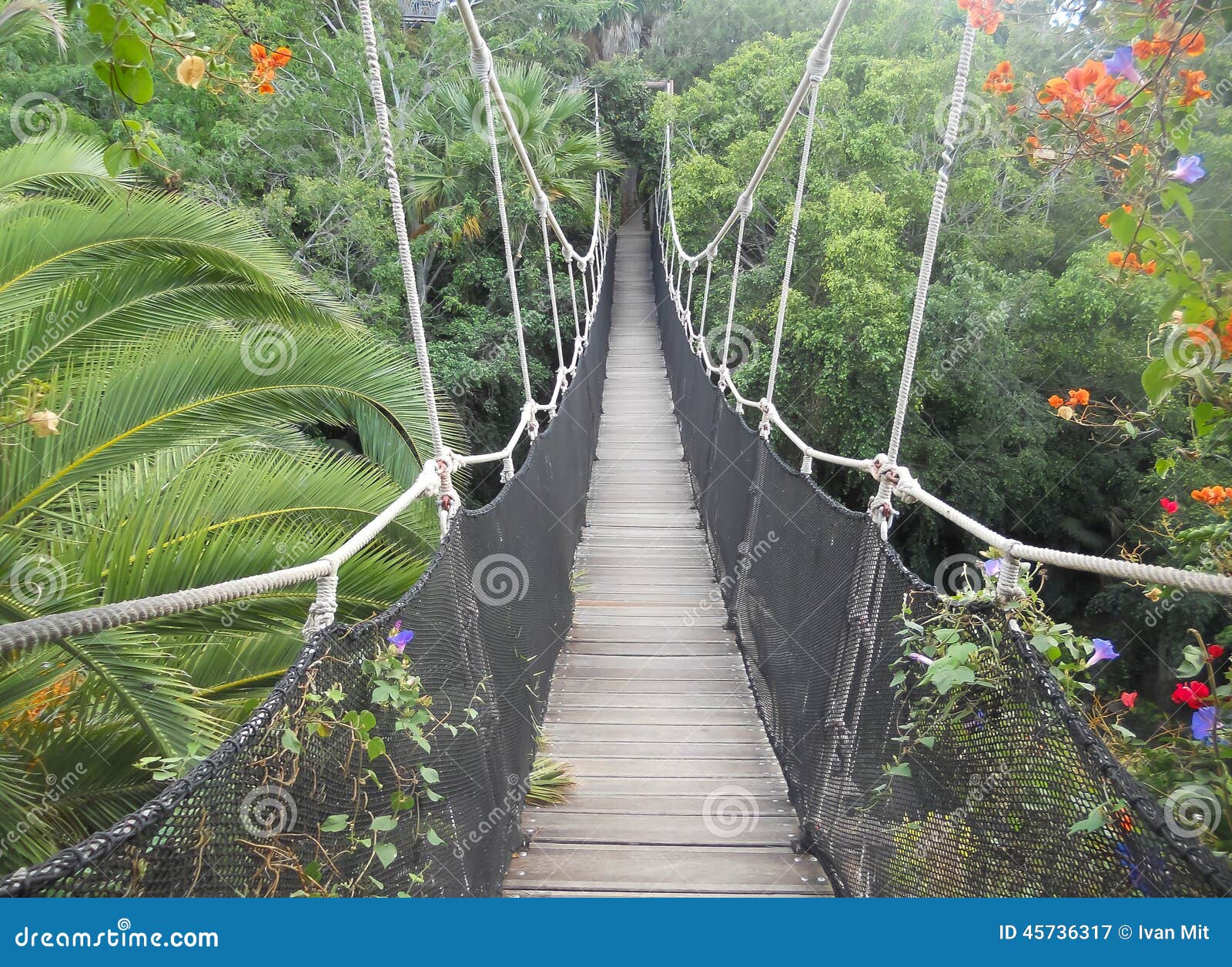 Hanging bridge stock image. Image of pass, flowers, park - 45736317