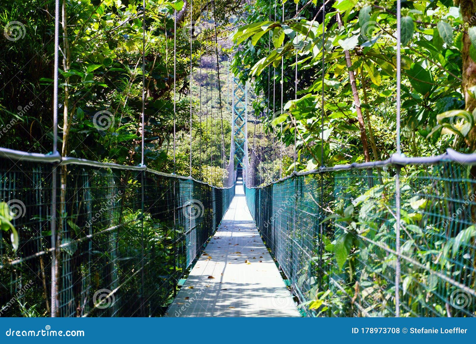 Hanging Bridges in the Cloud Forest Stock Photo - Image of bridge ...