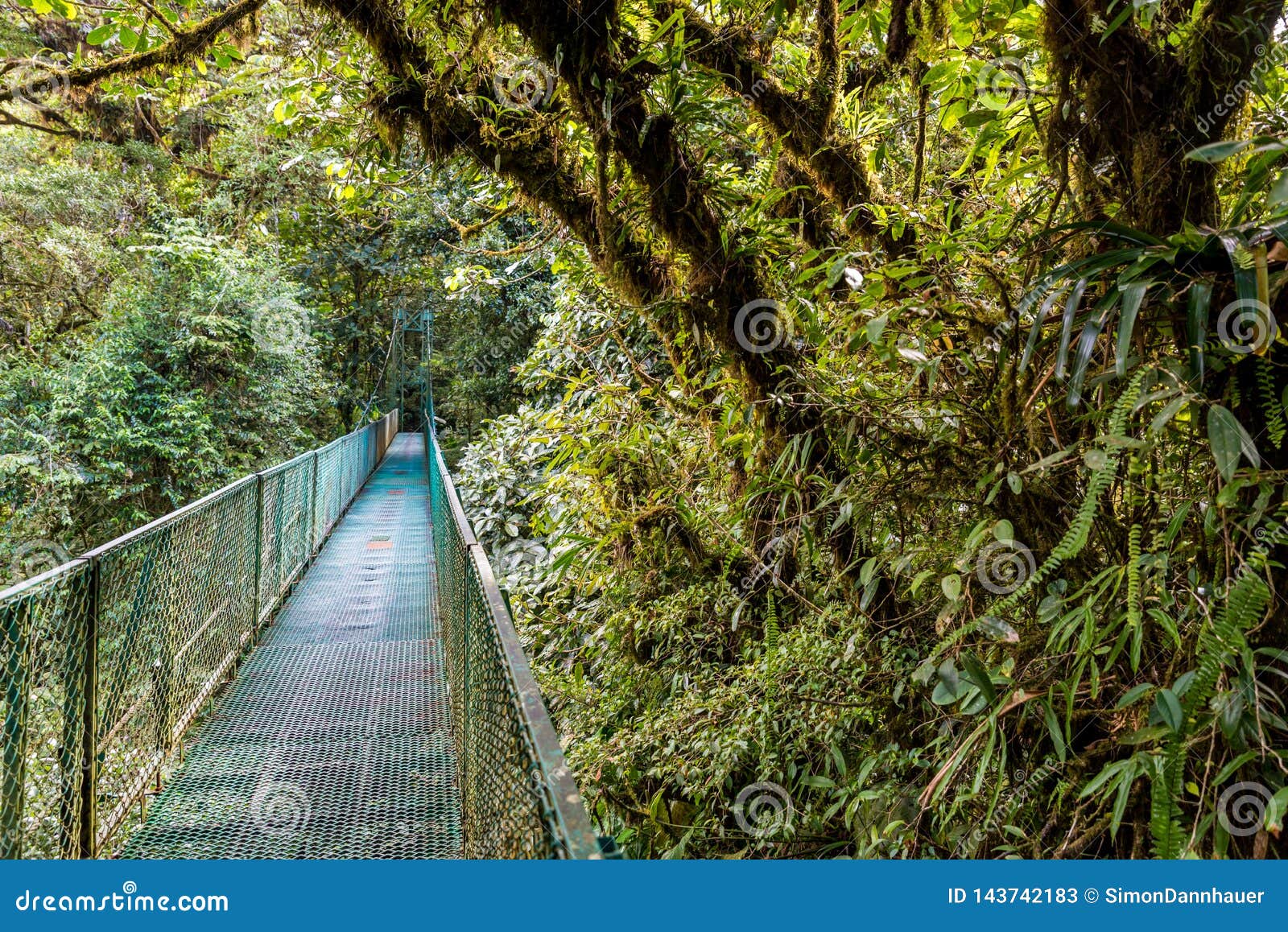 Hanging Bridges in Cloudforest - Monteverde, Costa Rica Stock Image ...