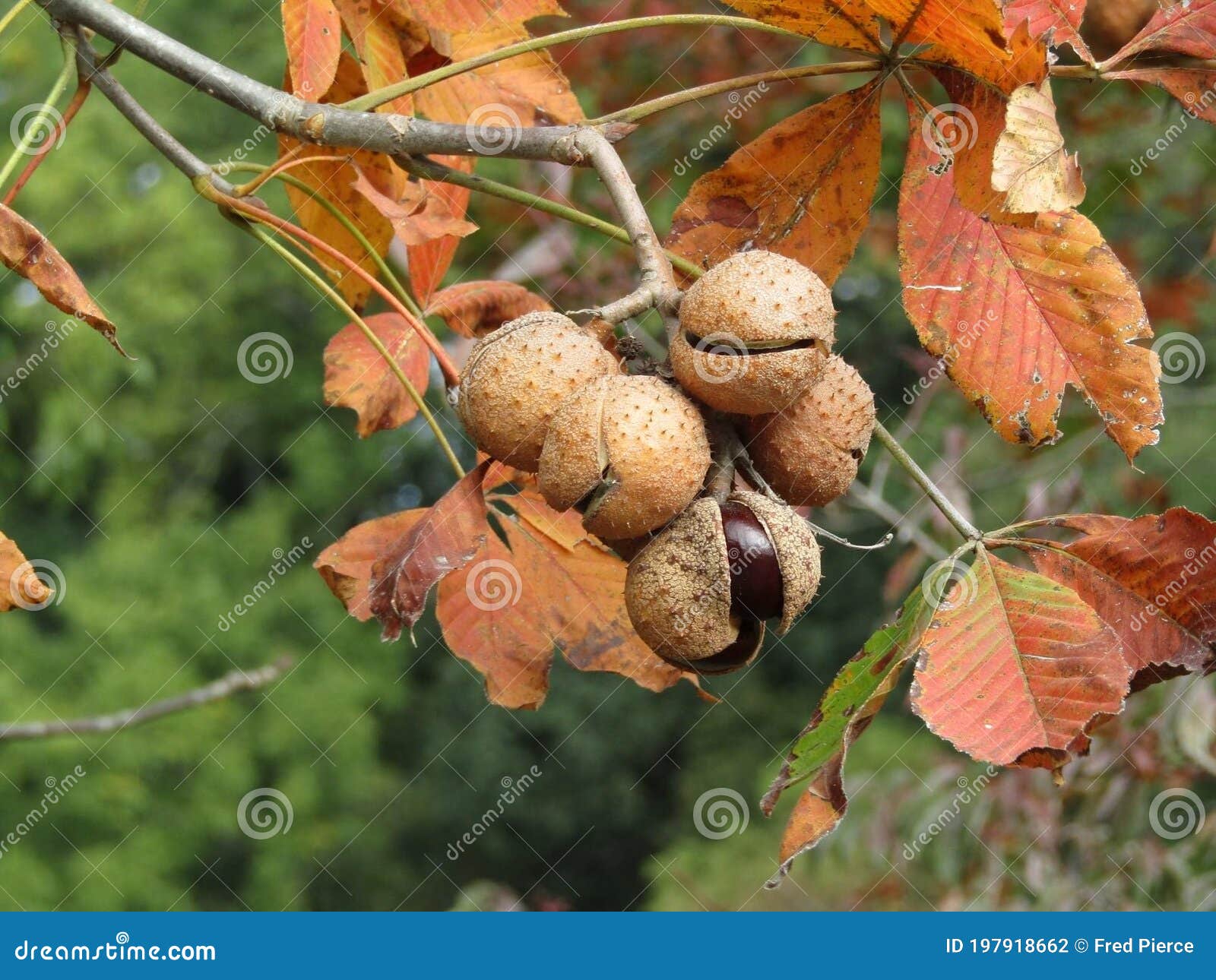 Hanging Buckeyes stock photo. Image of hanging, harvest - 197918662