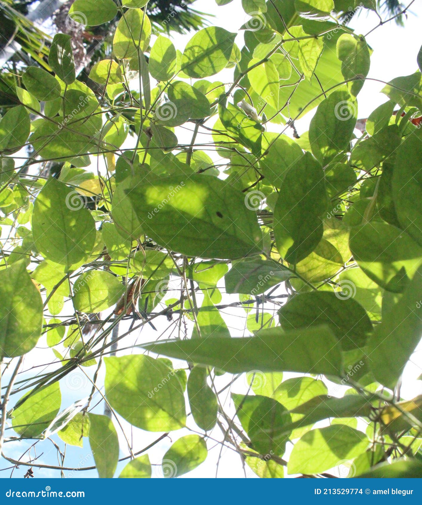 Hanging Bunch of Green Leaves Stock Photo - Image of beautiful, green ...