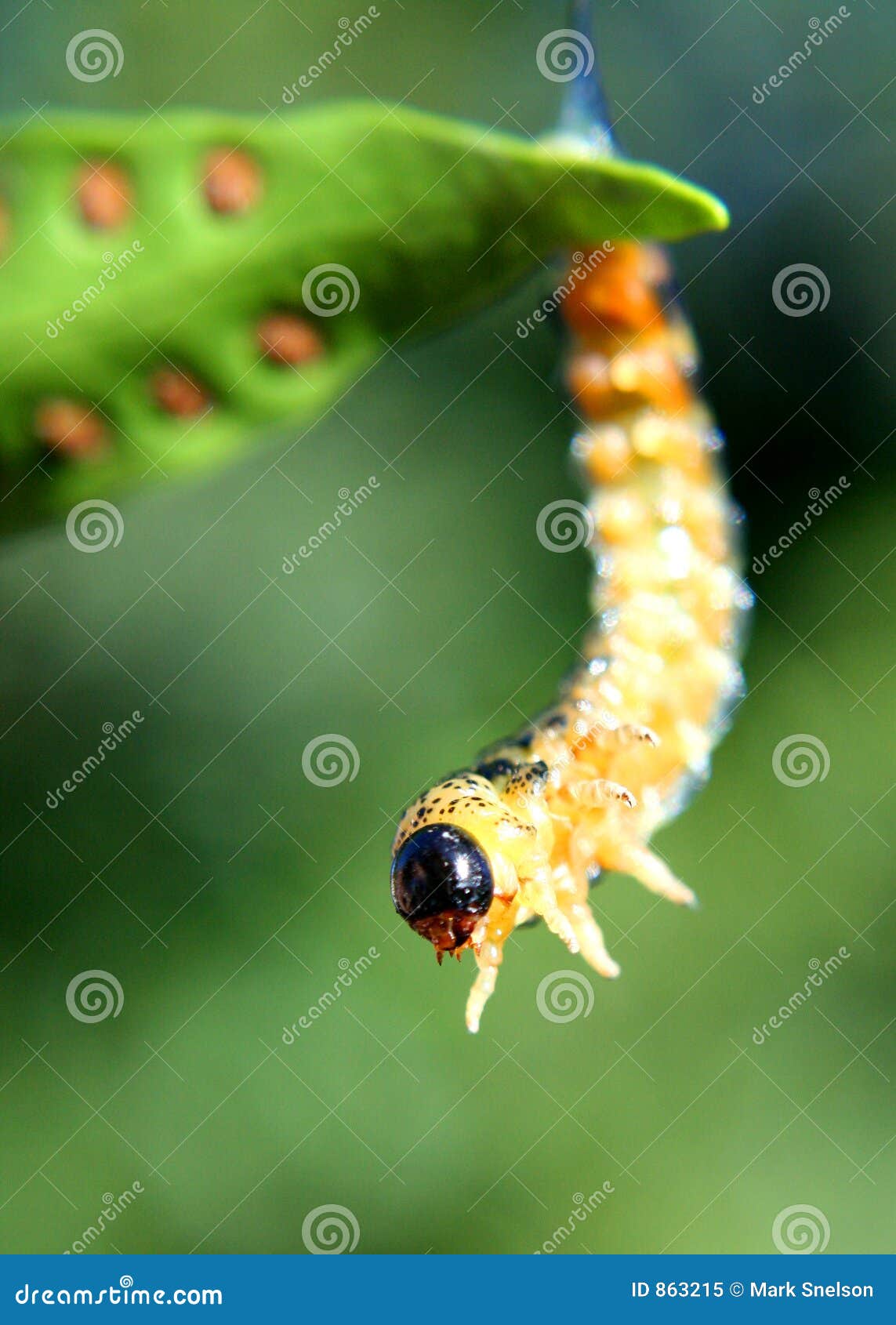 Hanging Caterpillar stock image. Image of plant, animal - 863215