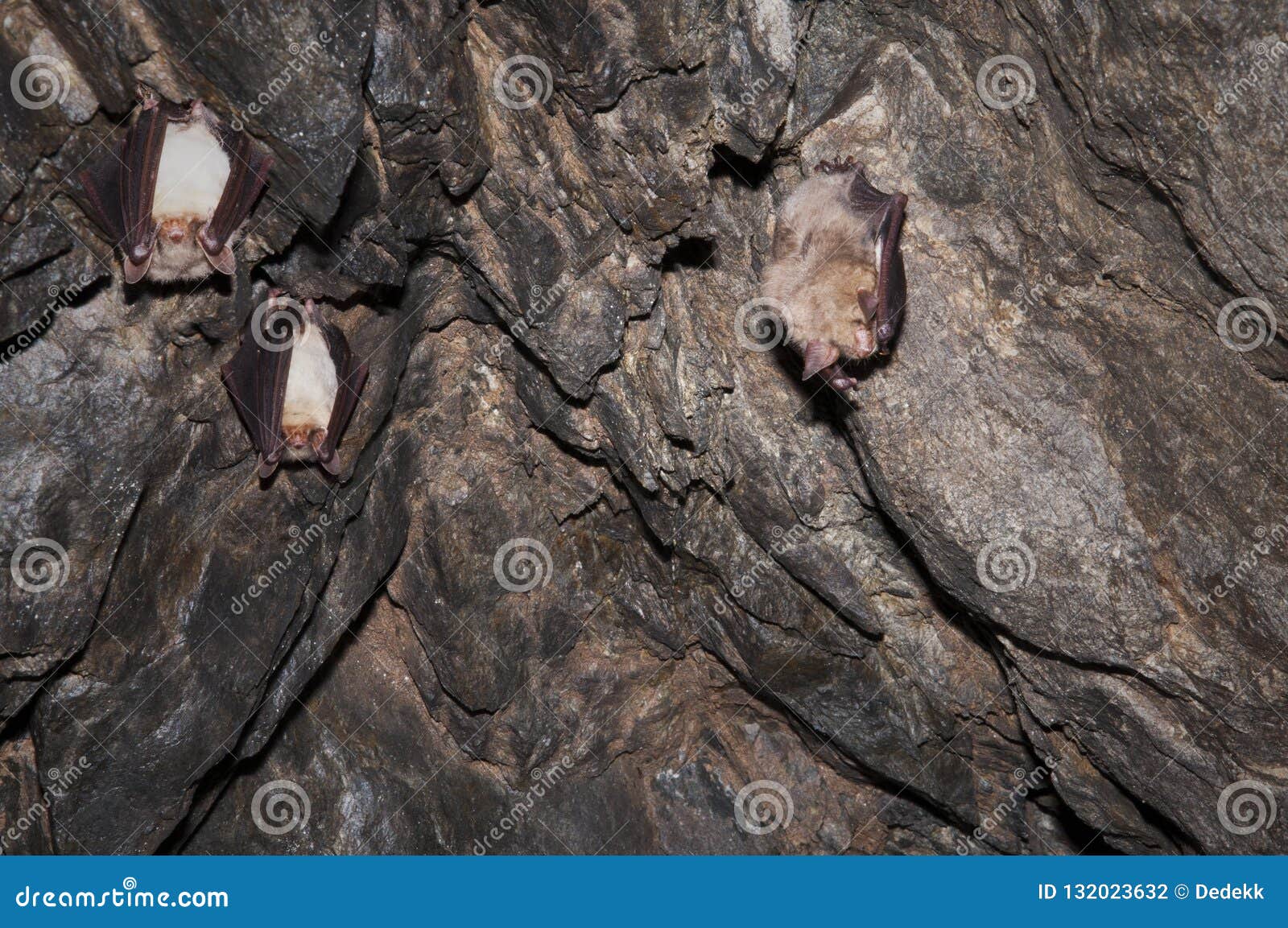 But hanging in cave stock photo. Image of hibernation - 132023632