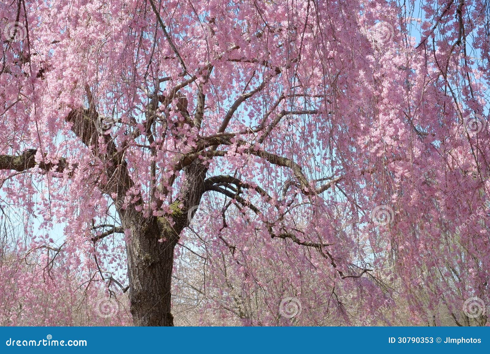 Hanging Cherry Blossom Tree in Full Bloom Stock Image - Image of green ...