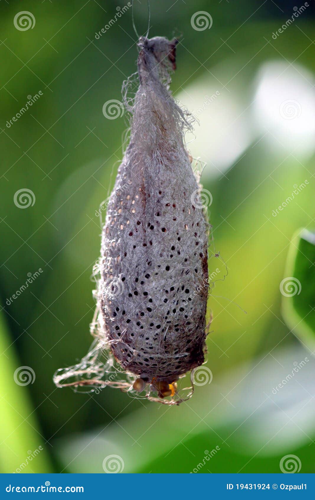 Hanging chrysalis stock photo. Image of small, butterflies - 19431924