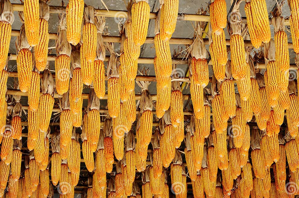 Hanging corn on ceiling stock photo. Image of farmer - 31797512