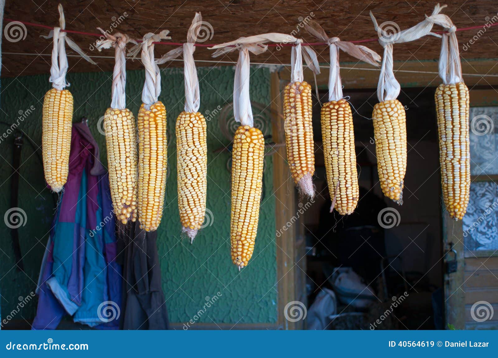 Hanging corn stock image. Image of corn, crop, ingredient - 40564619
