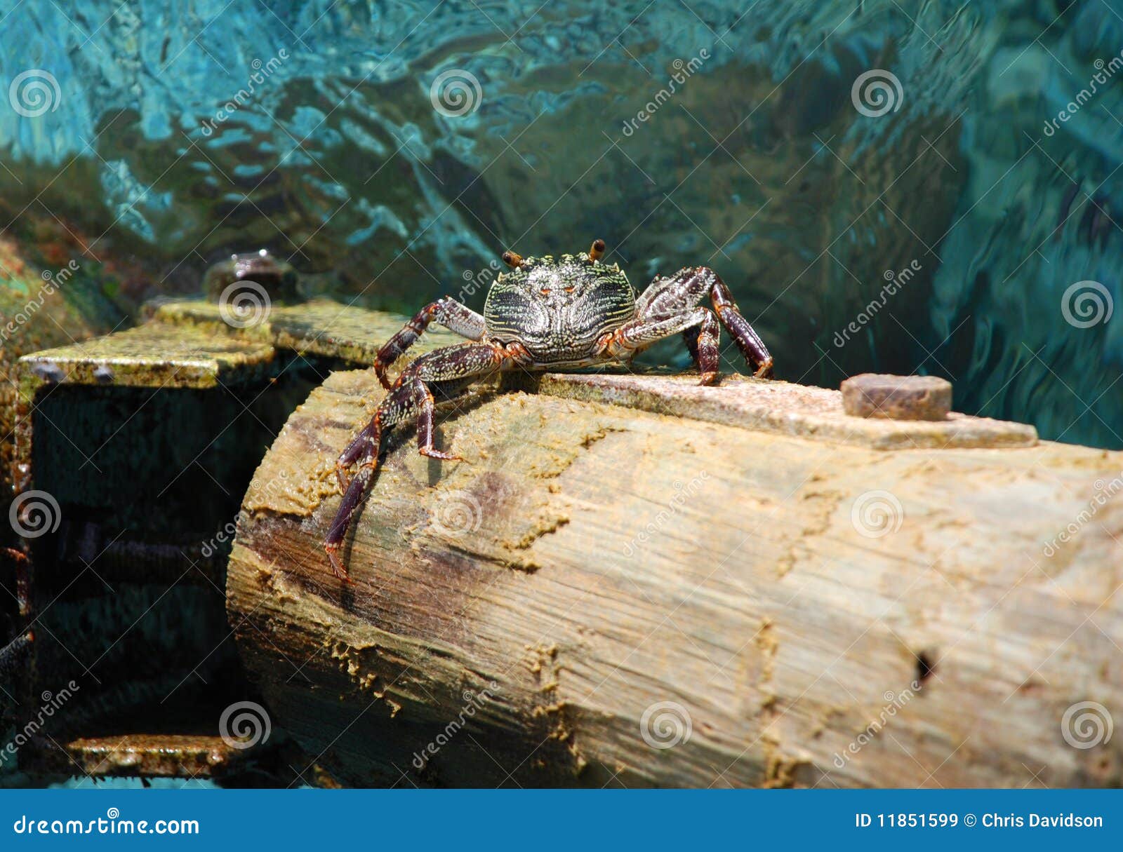 Hanging Crab stock image. Image of wildlife, meeru, hanging - 11851599