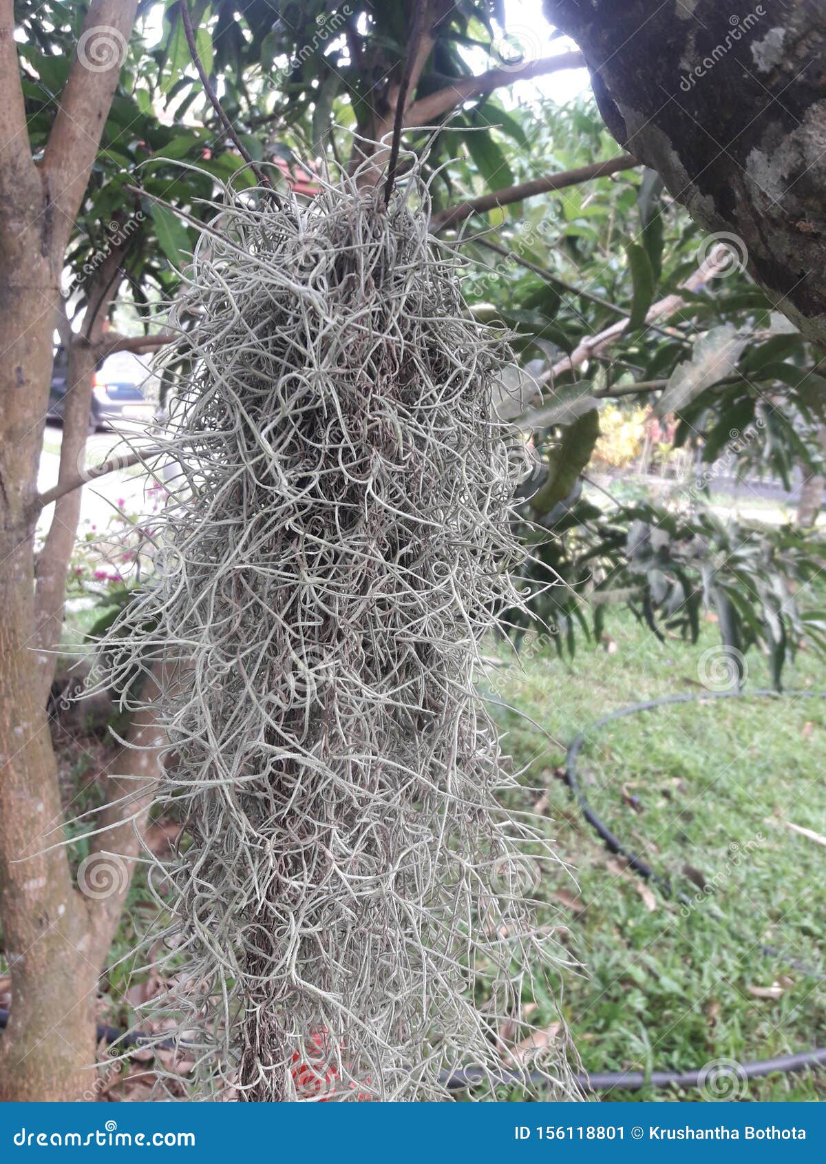 Hanging Creeper . it Grows from Wind . it is Very Beautiful . Stock ...