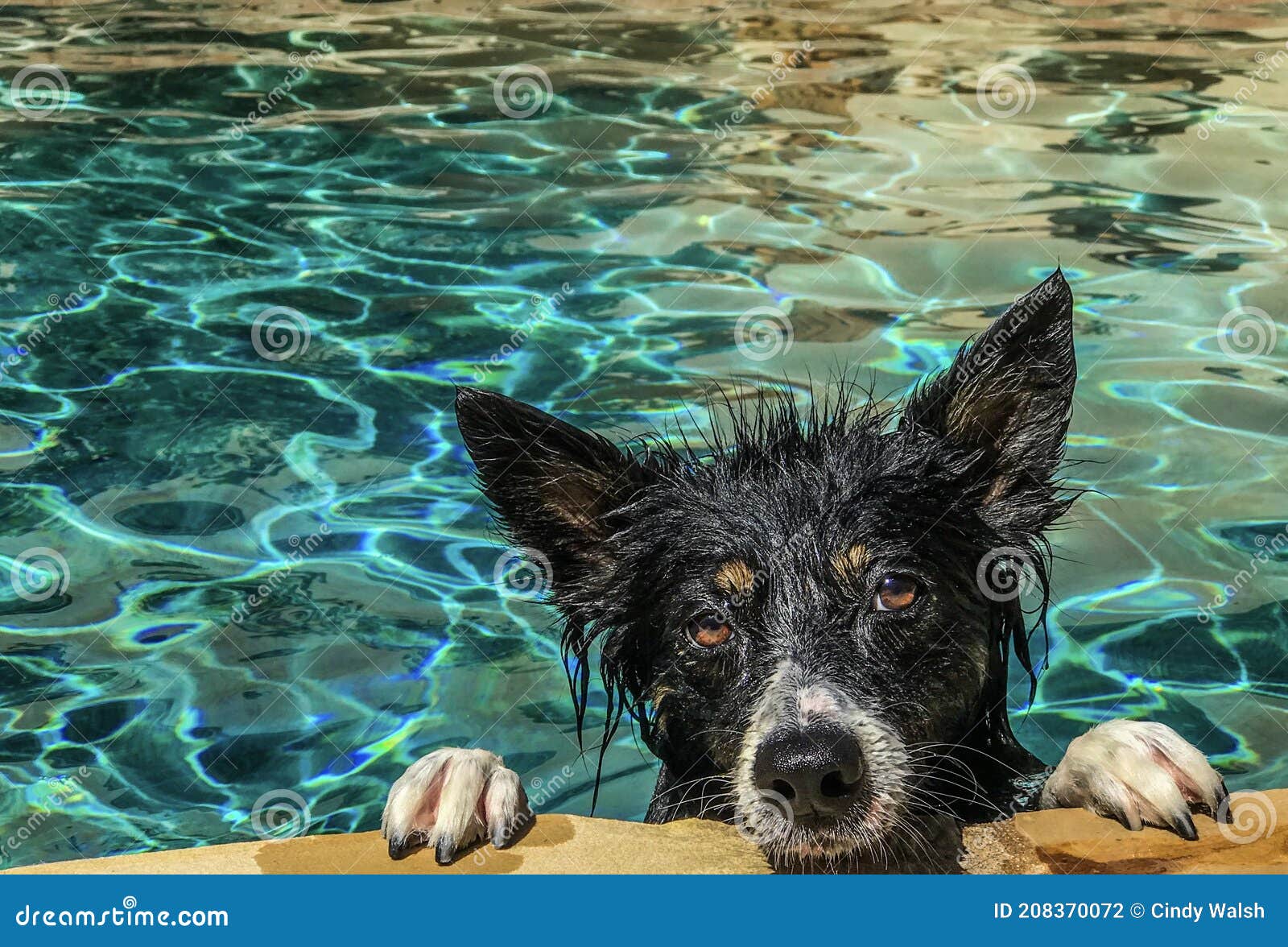 Hanging on stock photo. Image of collie, hanging, water - 208370072