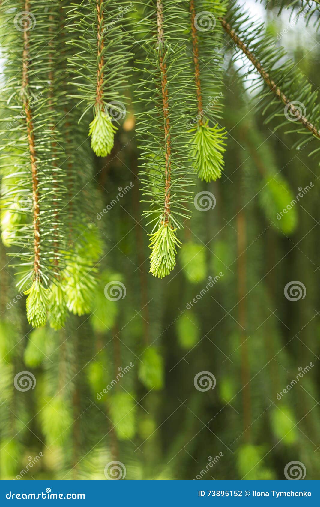 Hanging Down Branches Spruce. Growing Stock Photo - Image of beautiful ...