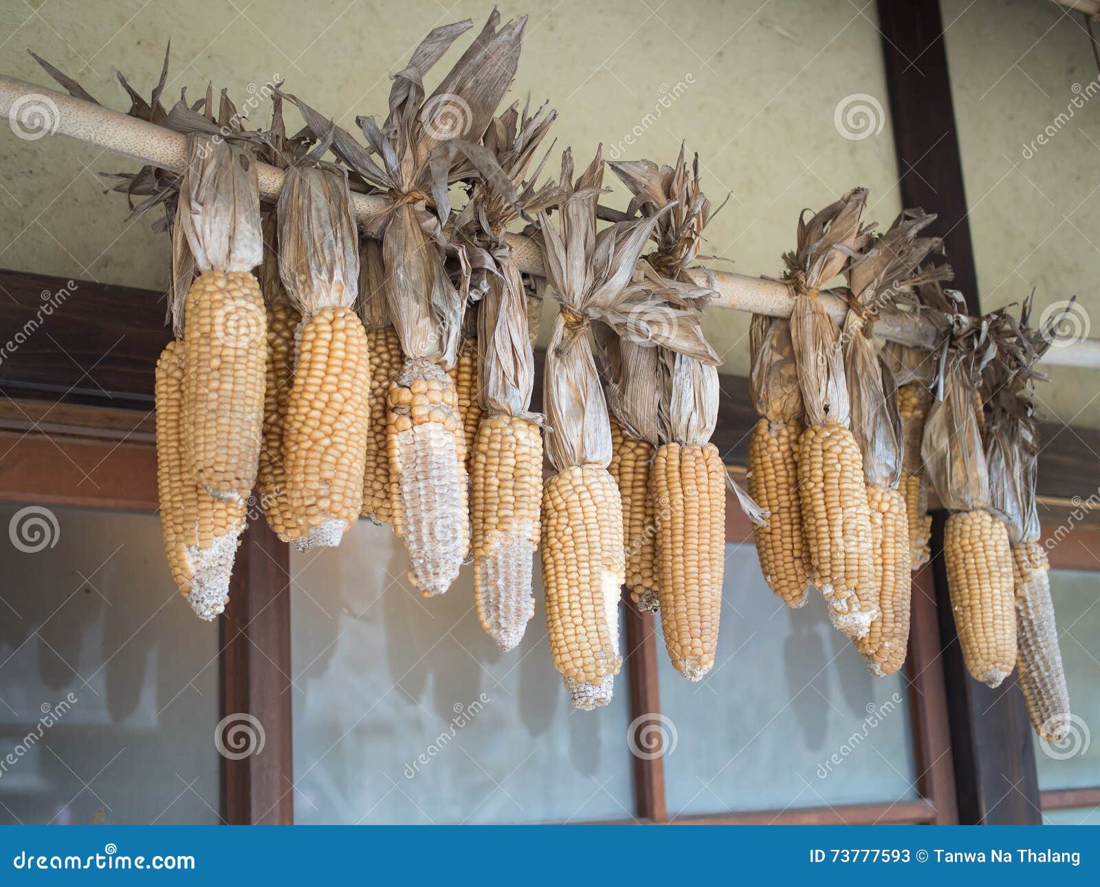 Hanging dried corn cobs stock image. Image of peel, farming - 73777593