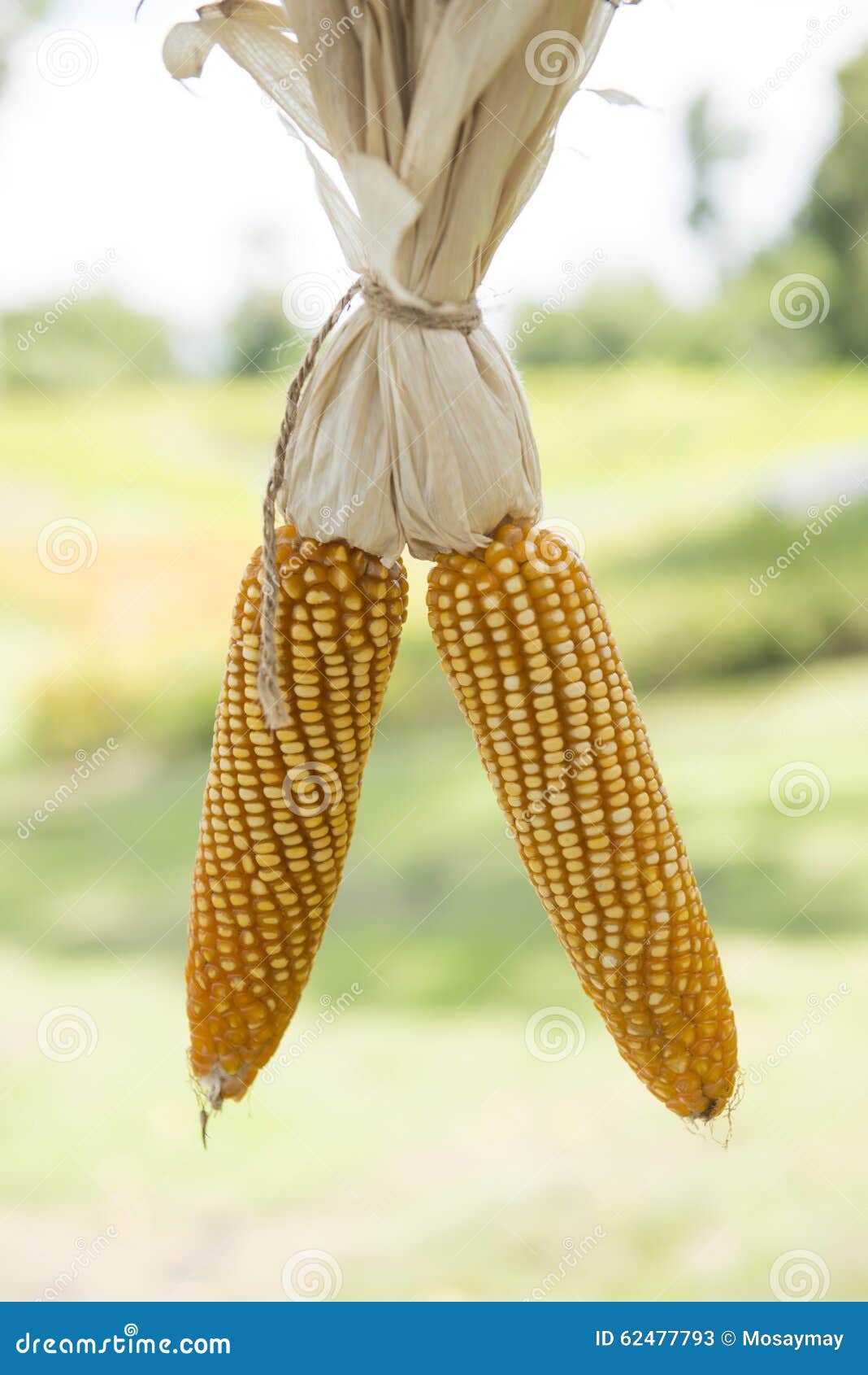 Hanging dried corn stock image. Image of corn, ripe, peel - 62477793