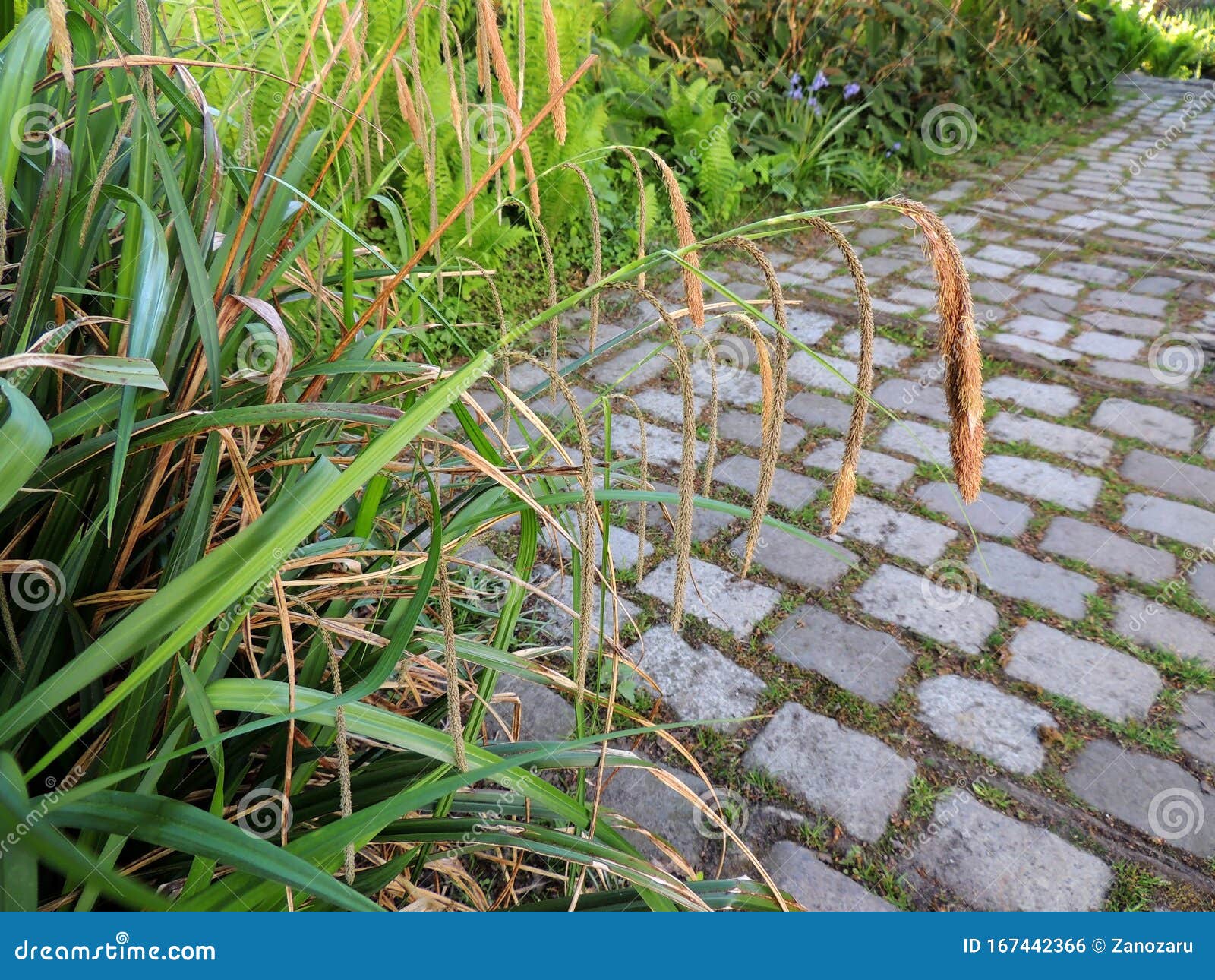 Hanging, Drooping or Weeping Sedge Stock Photo - Image of leaves ...