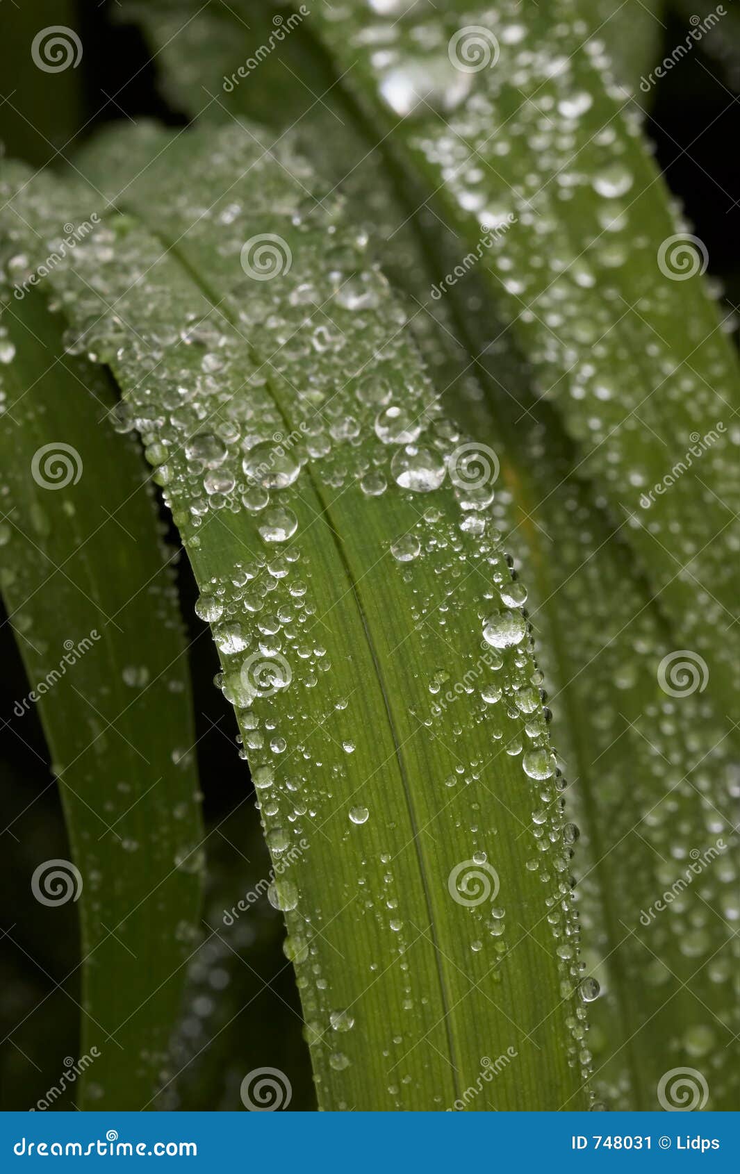 Hanging on Droplets stock image. Image of garden, background - 748031