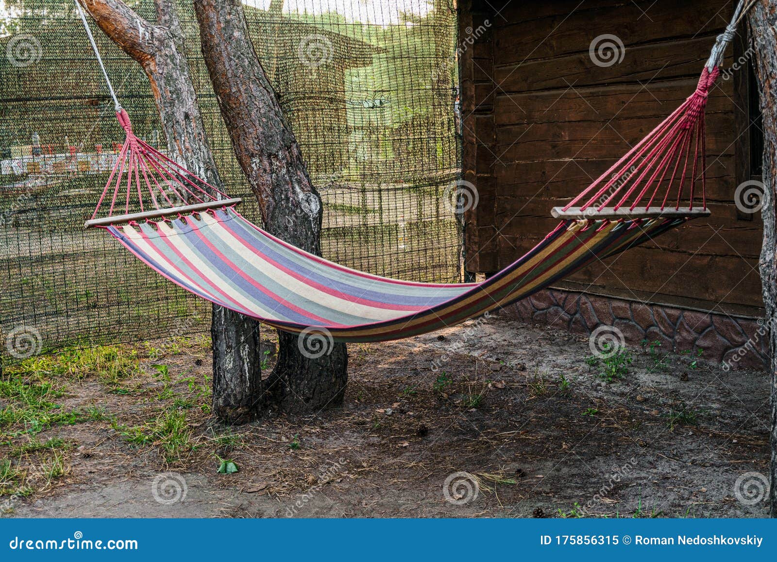 Hanging Empty Hammock between Pine Trees in Forest for Camp and Rest ...