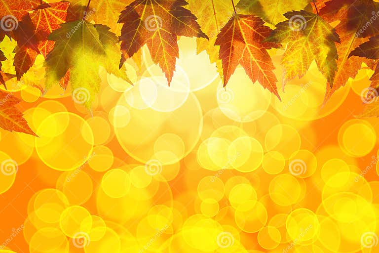 Hanging Fall Maple Tree Leaves Background Stock Photo - Image of parks ...