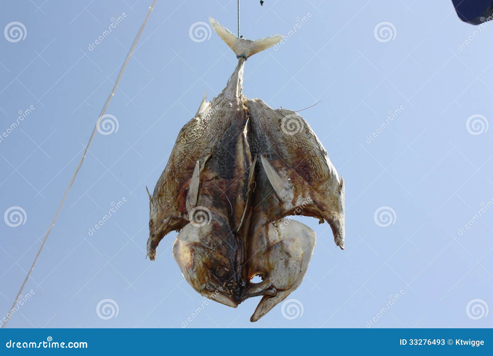Hanging Fish stock image. Image of hung, silver, food - 33276493
