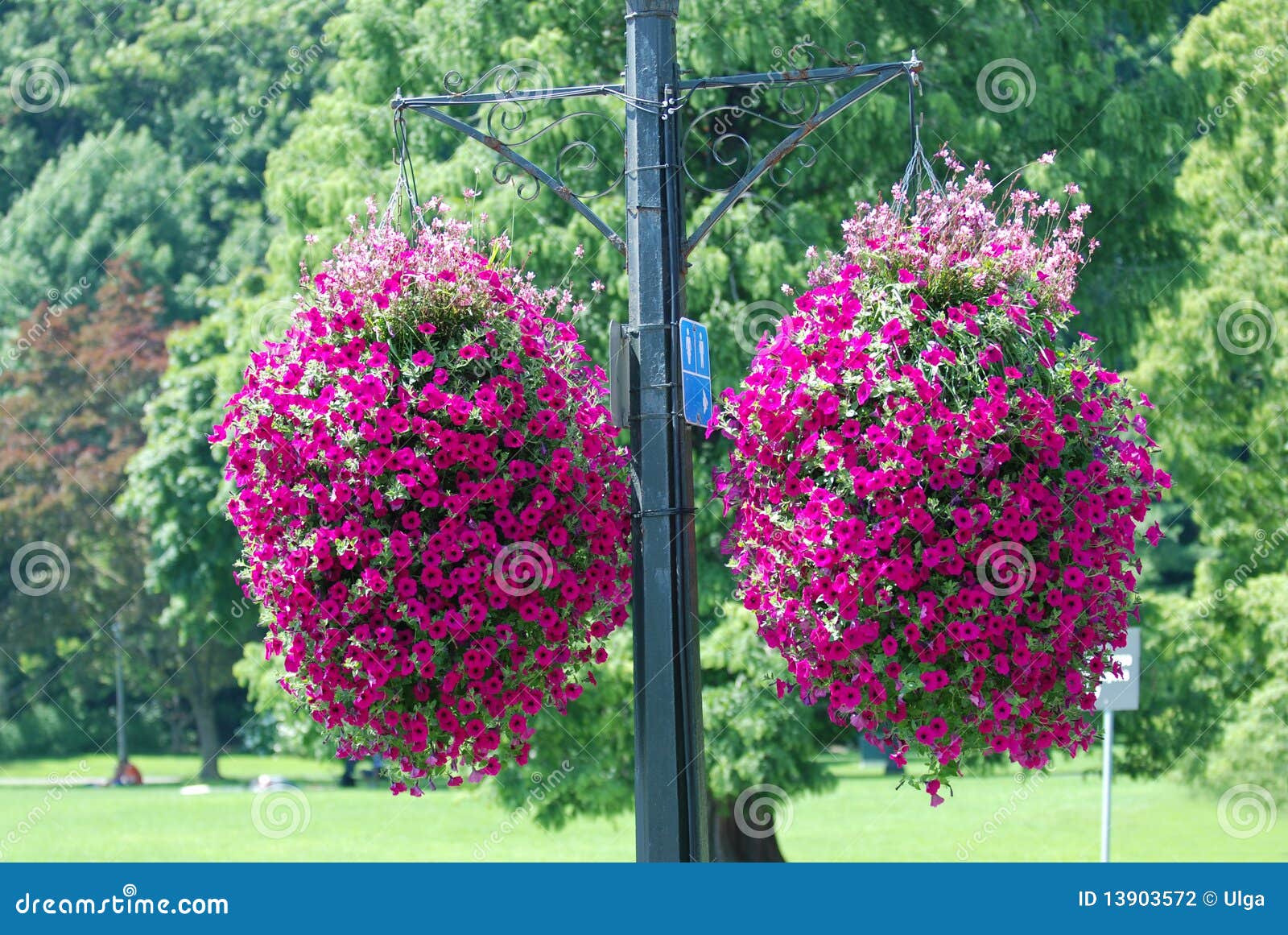 Hanging Flower Basket stock photo. Image of hang, tourist - 13903572