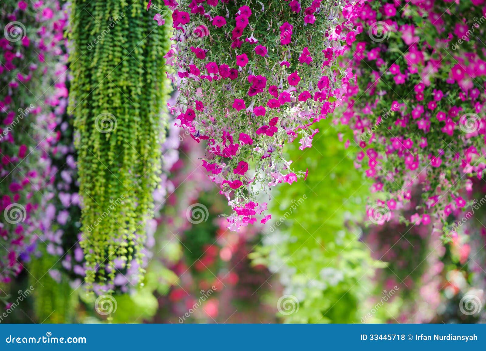 Hanging Flower stock photo. Image of vertical, hang, colurful - 33445718