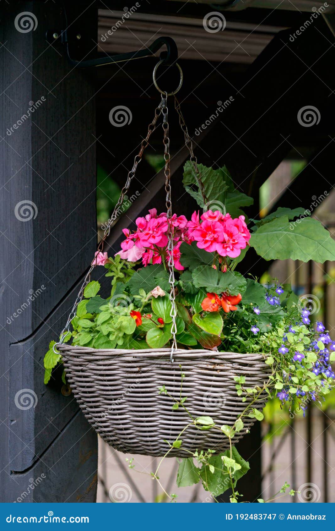 Hanging Flower Pot with Pink Geranium and Blue Lobelia Stock Image ...