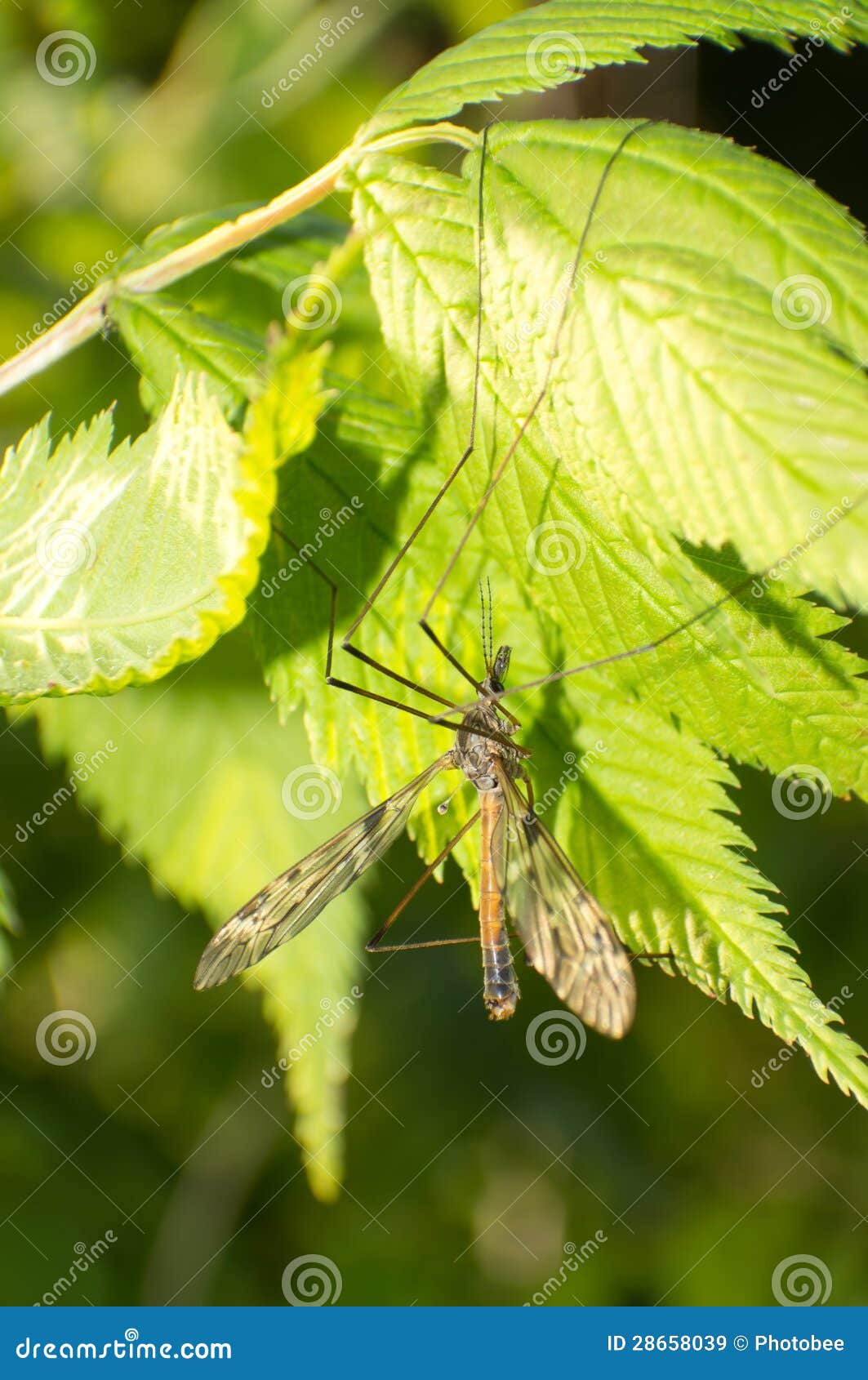 Hanging fly stock image. Image of summer, insects, leaves - 28658039