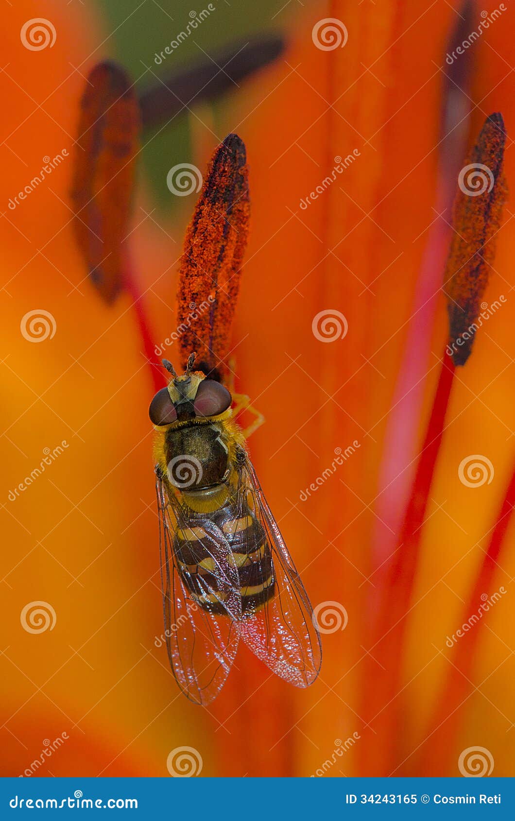 Hanging fly stock image. Image of wings, flower, background - 34243165