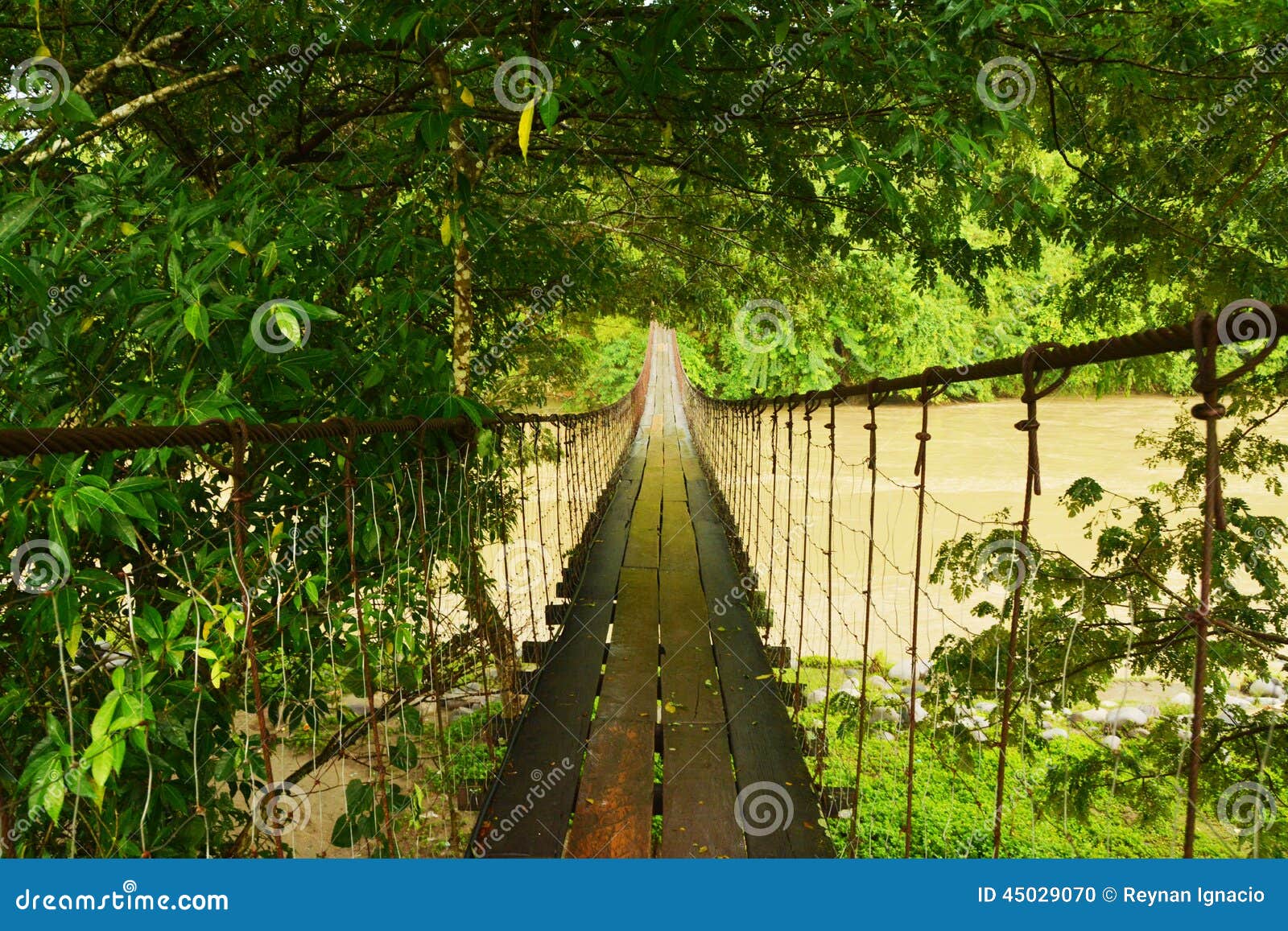 Hanging foot bridge. stock photo. Image of forest, access - 45029070