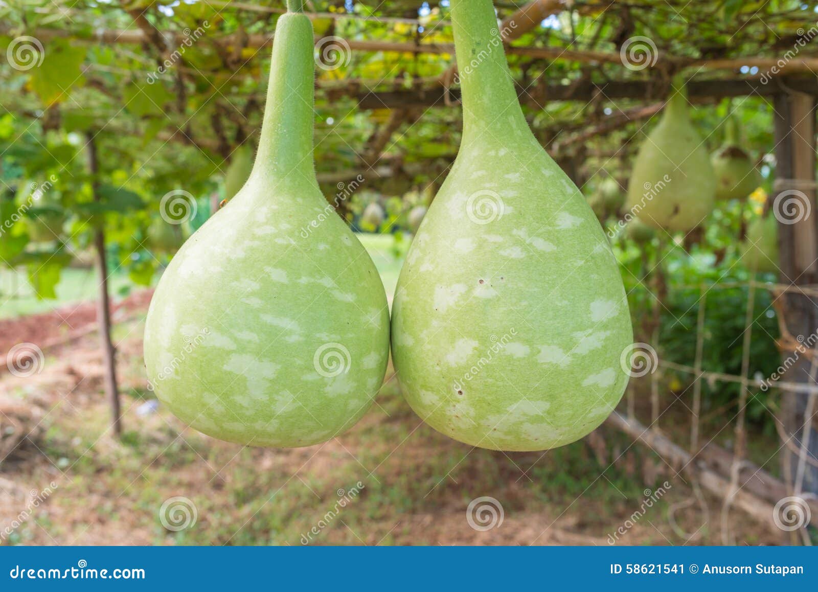 Hanging Fresh Calabash, Bottle Gourd Stock Image - Image of garden ...