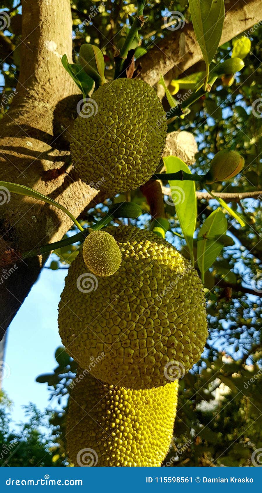 Jackfruit on a Tree in Tropical Surrounding Stock Image - Image of ...