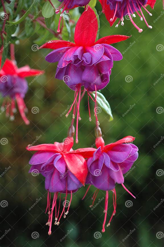 Hanging Fuchsia stock photo. Image of petals, stamens, green - 599864