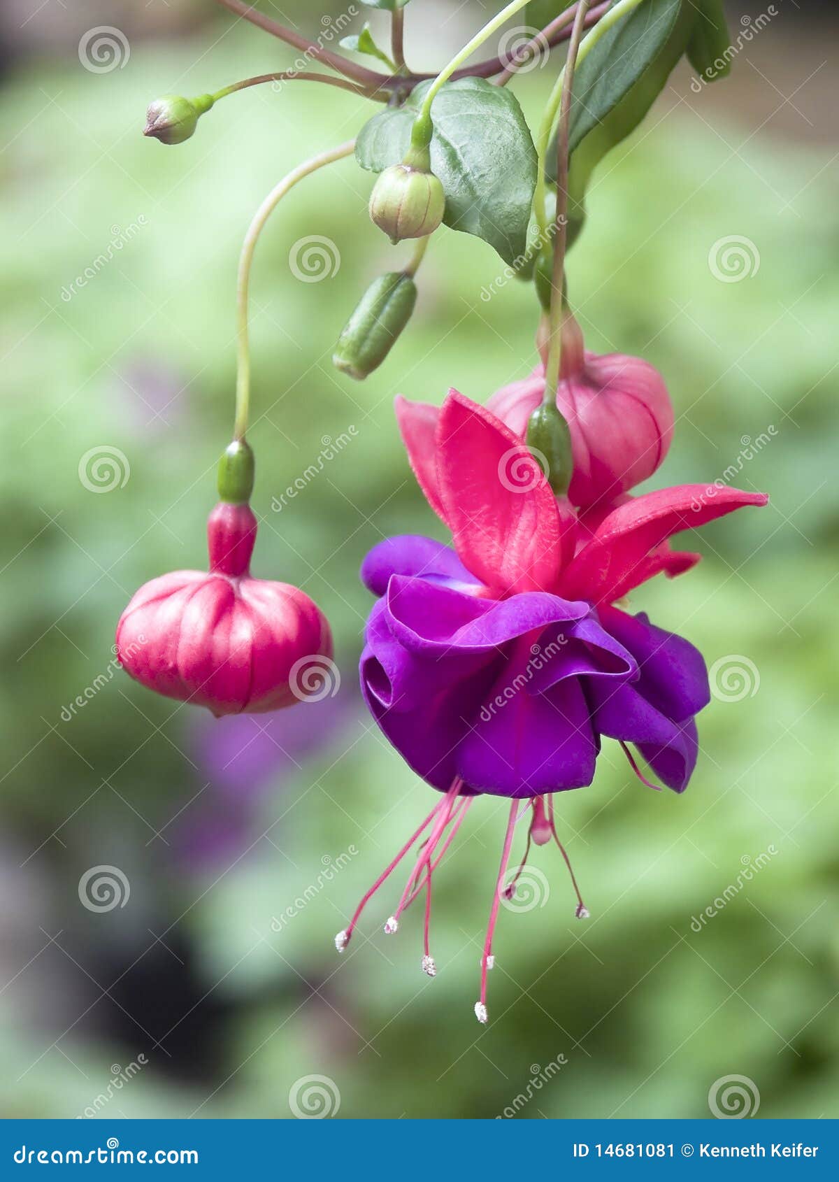 Hanging Fuchsia Flowers stock image. Image of greenhouse - 14681081