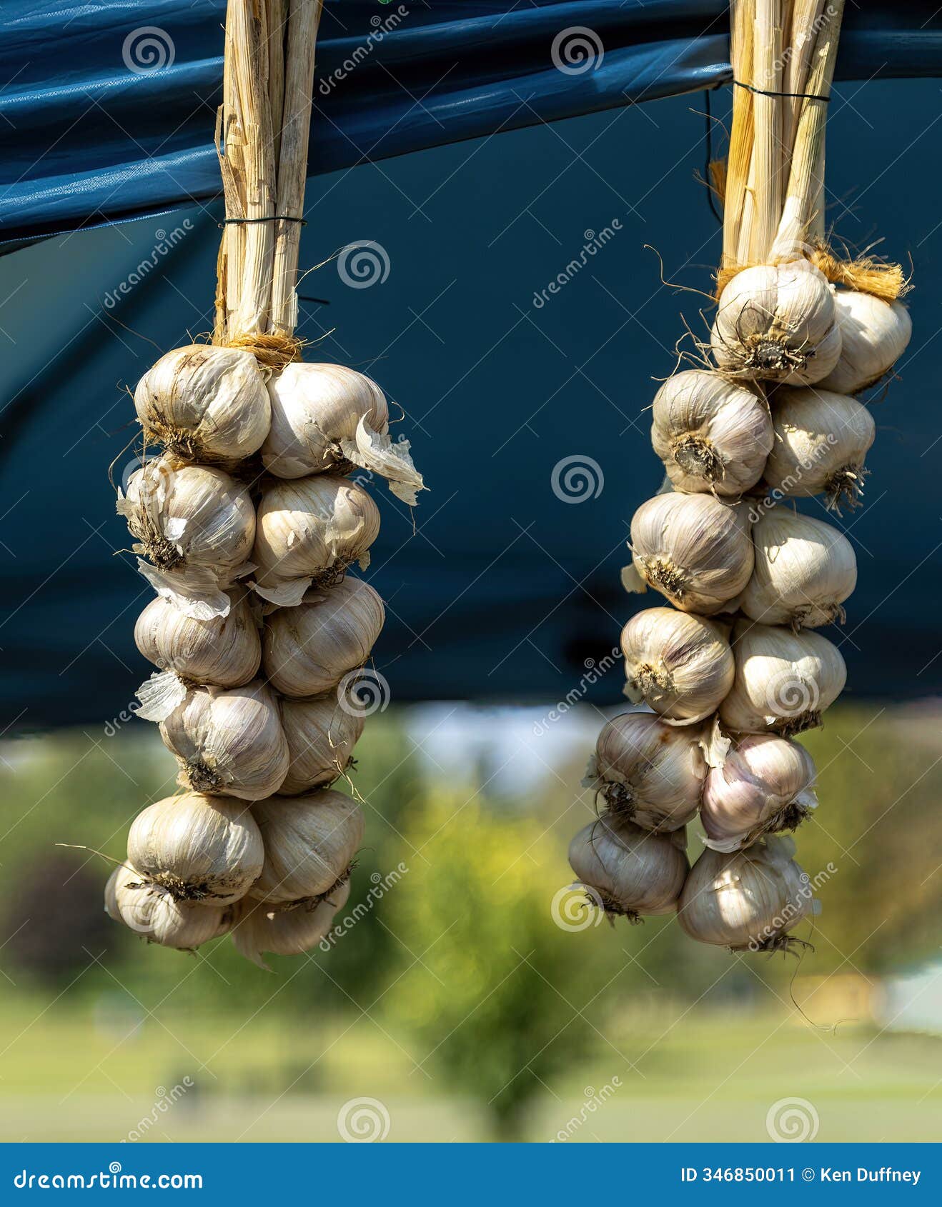 Hanging Garlic Braid stock image. Image of garlic, spice - 346850011