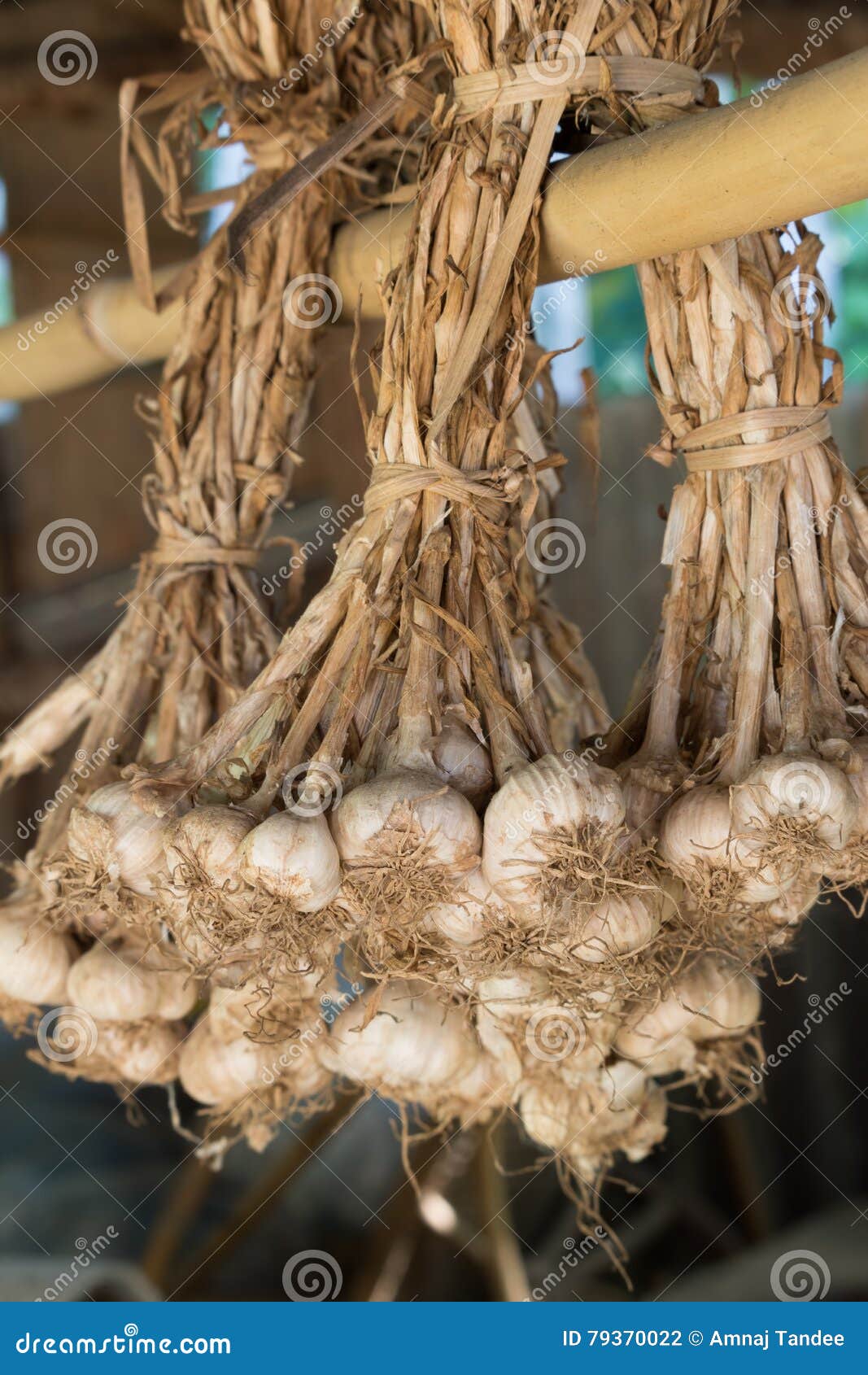 Hanging Garlic on Drying Rack Stock Photo - Image of spicy, group: 79370022