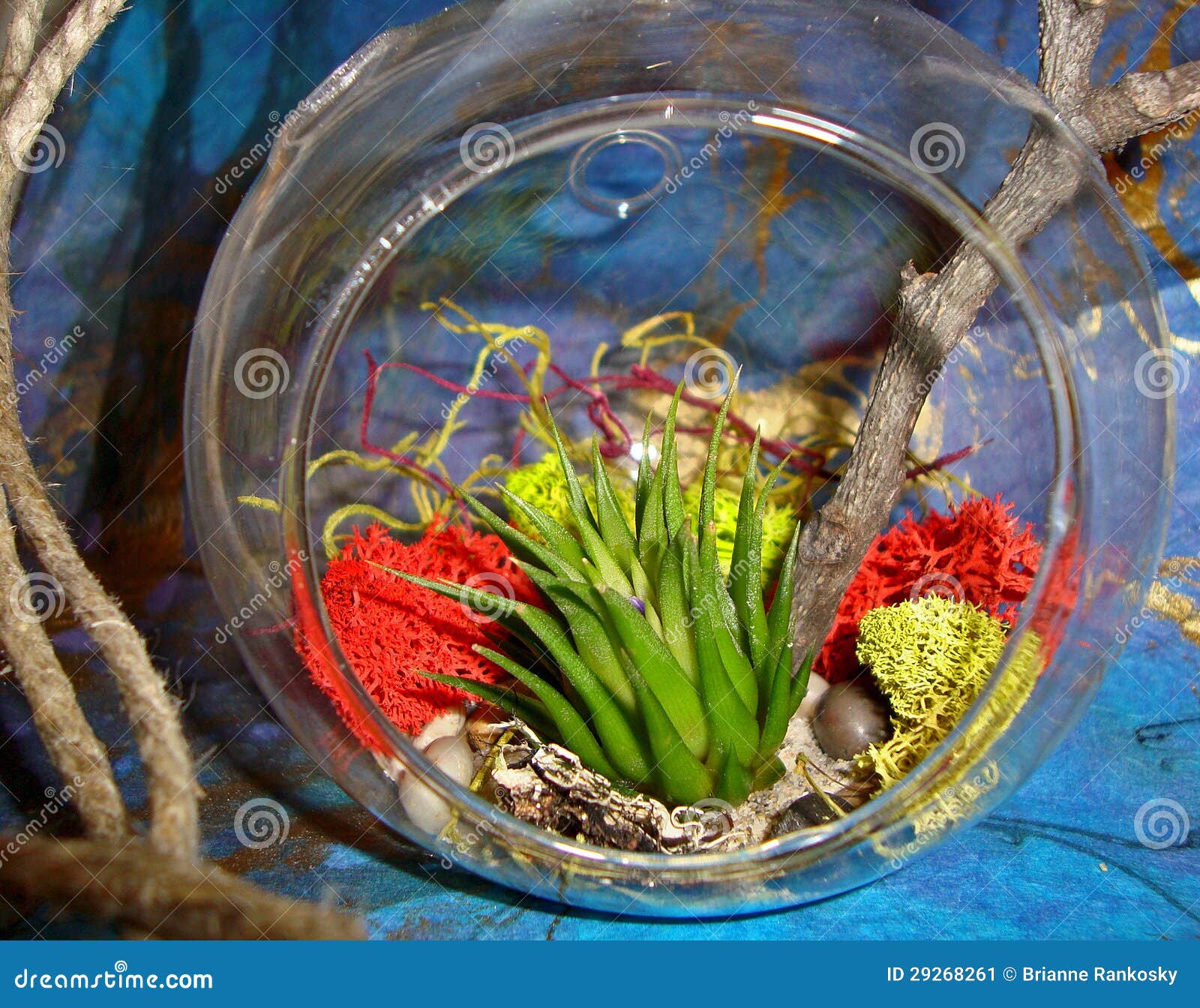 Hanging Globe Terrarium stock image. Image of tillandsia - 29268261