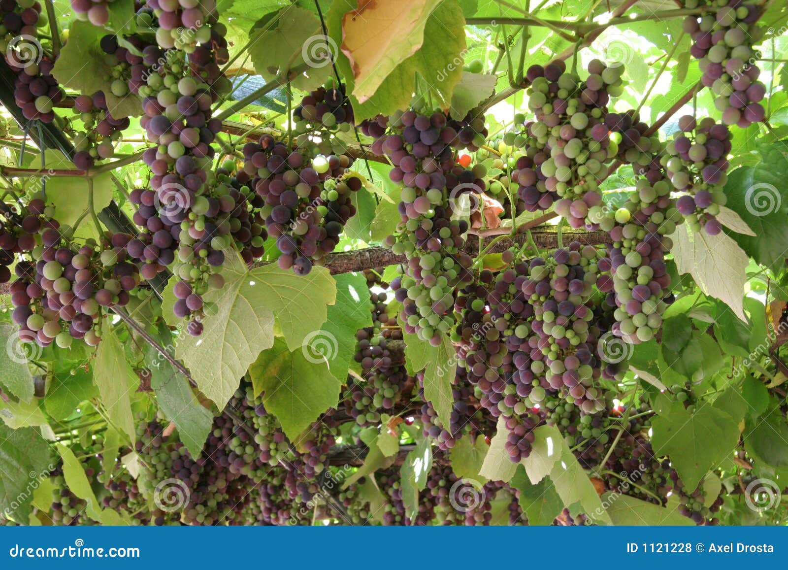 Hanging grapes stock photo. Image of grapes, green, wine - 1121228