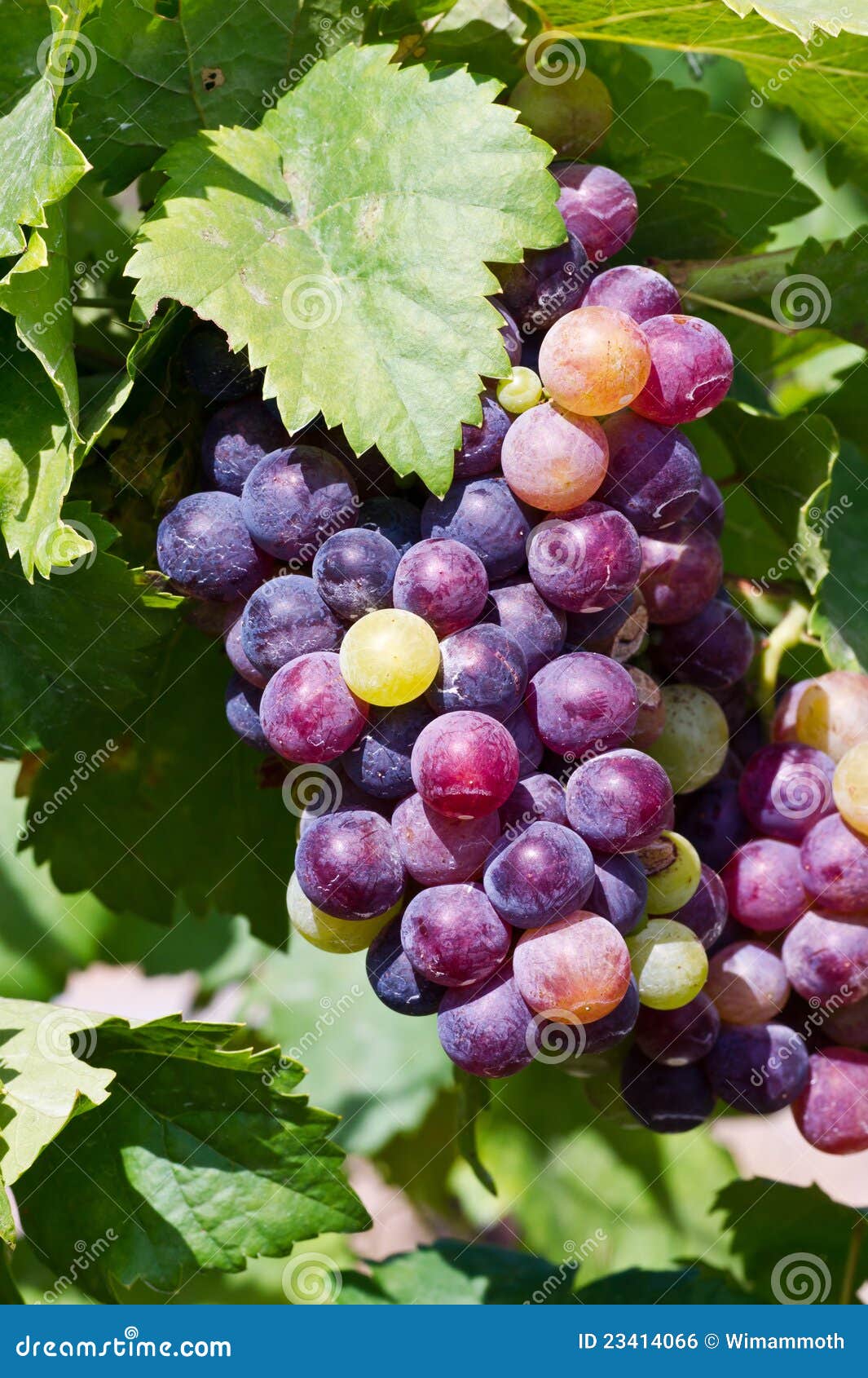 Hanging Grapes stock photo. Image of green, garden, cluster - 23414066