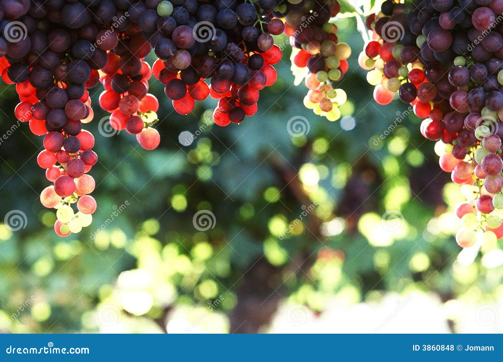 Hanging grapes stock photo. Image of grapes, healthy, vinyard - 3860848
