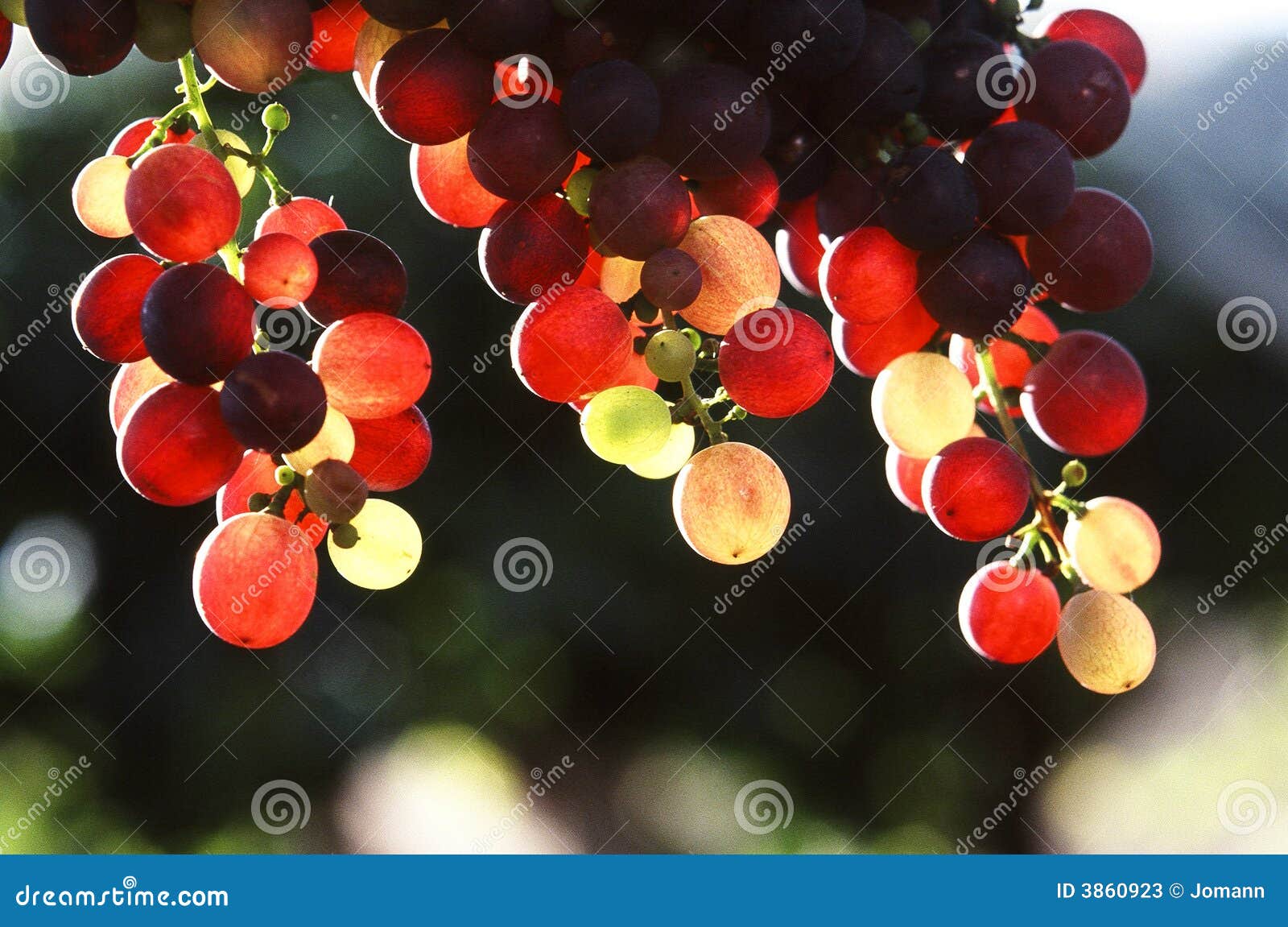 Hanging grapes stock image. Image of growing, vine, hanging - 3860923