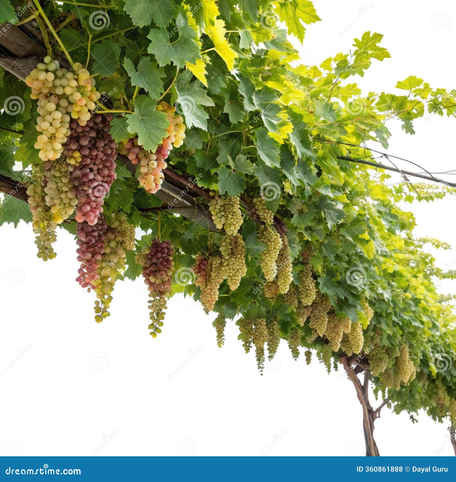 Grapevines Isolated On Transparent Background - Generative AI Stock ...