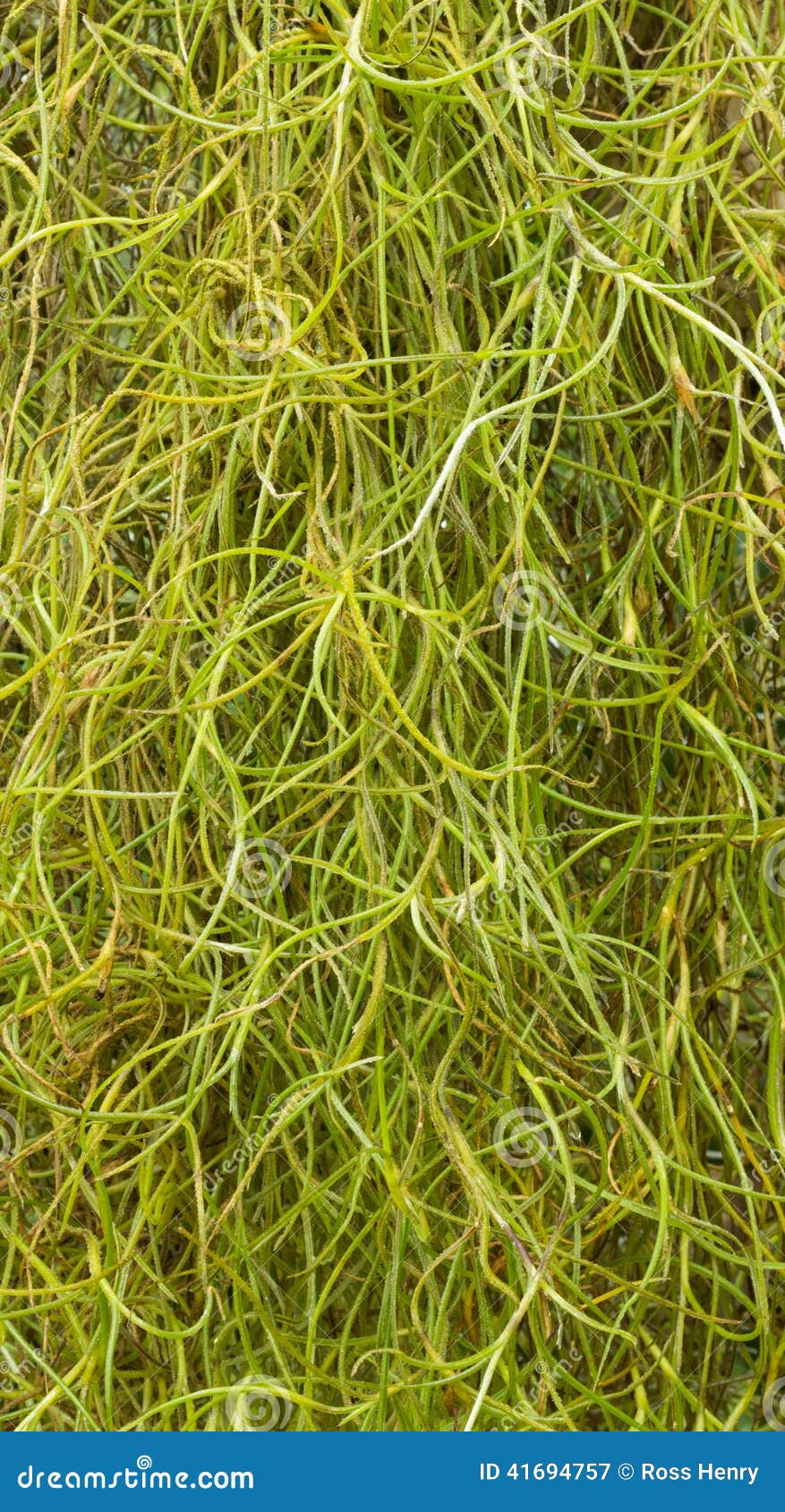 Hanging Grass stock image. Image of natural, mess, nature - 41694757