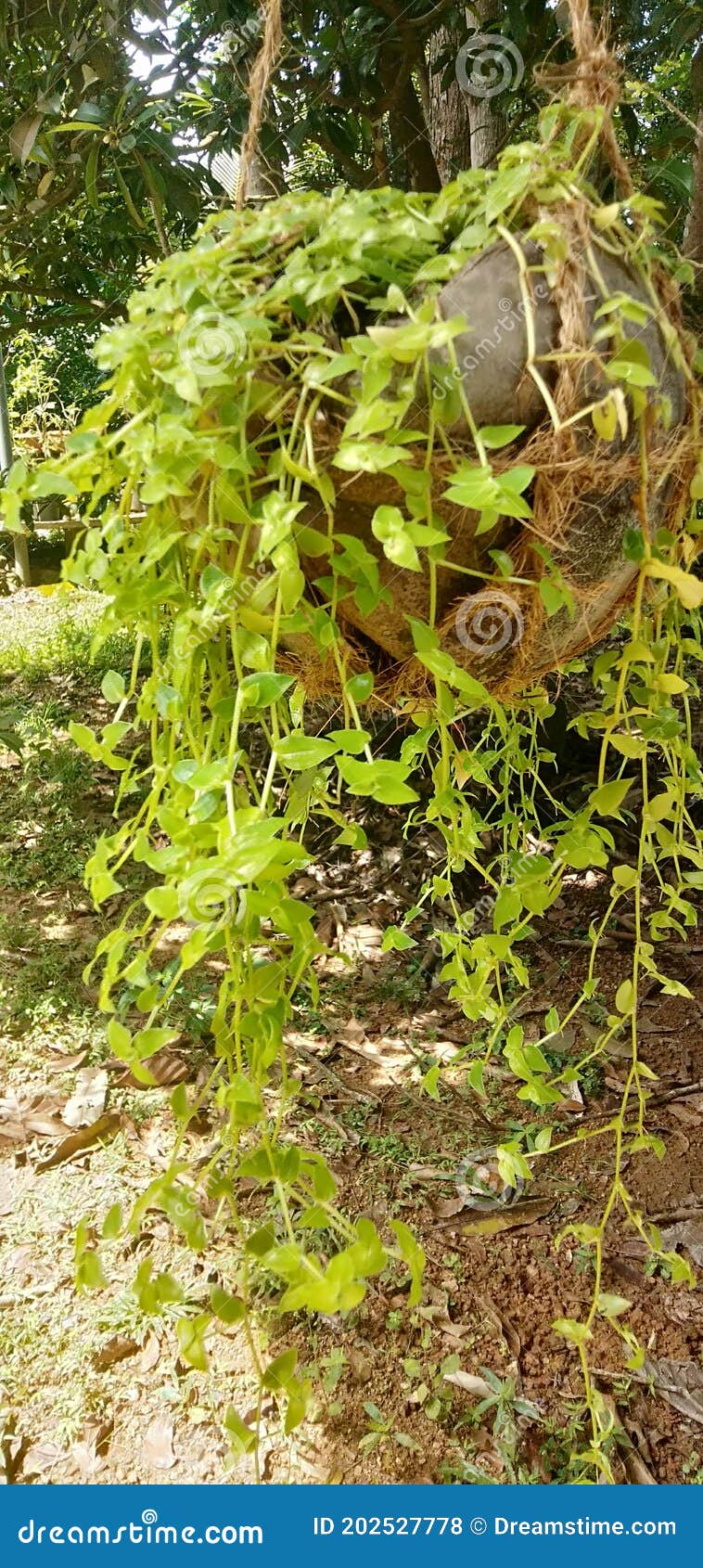 Hanging grass pot stock photo. Image of hanging, beautiful - 202527778