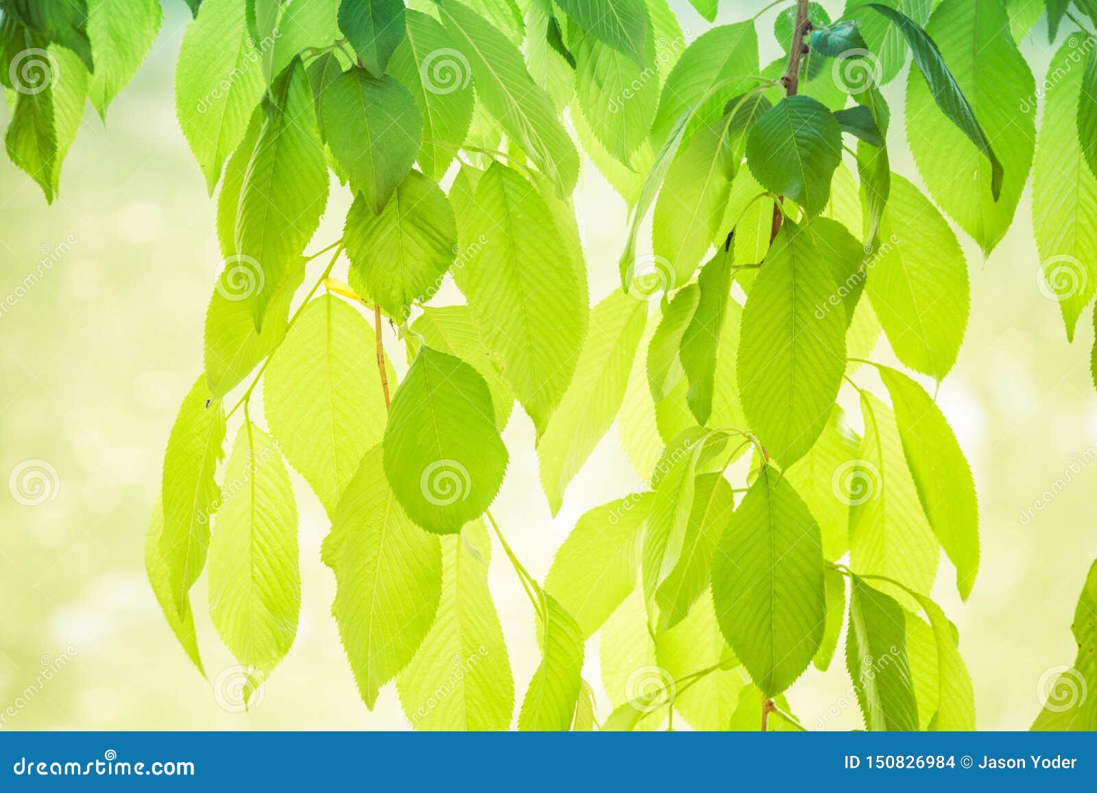 Hanging Green Leaves Background Stock Photo - Image of bright, nature ...