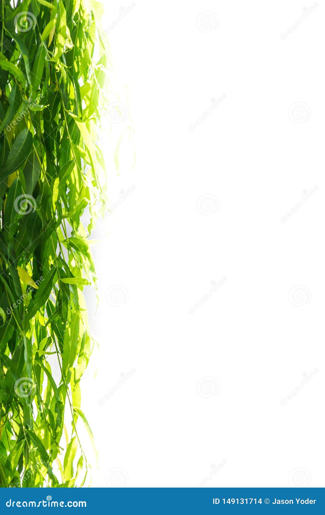 Hanging Green Leaves Background Stock Photo - Image of green, light ...
