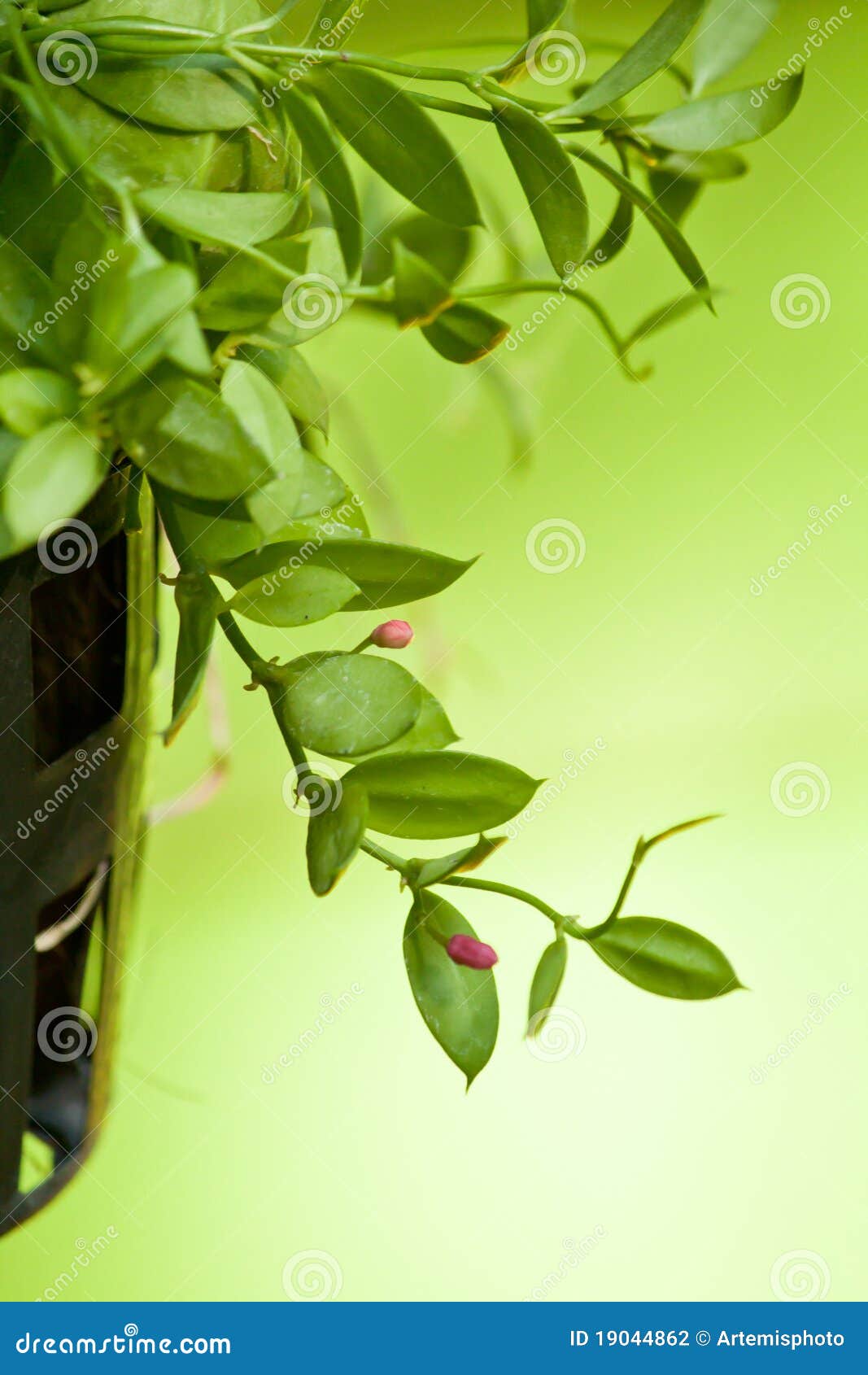 Hanging green plant stock photo. Image of flower, botany - 19044862