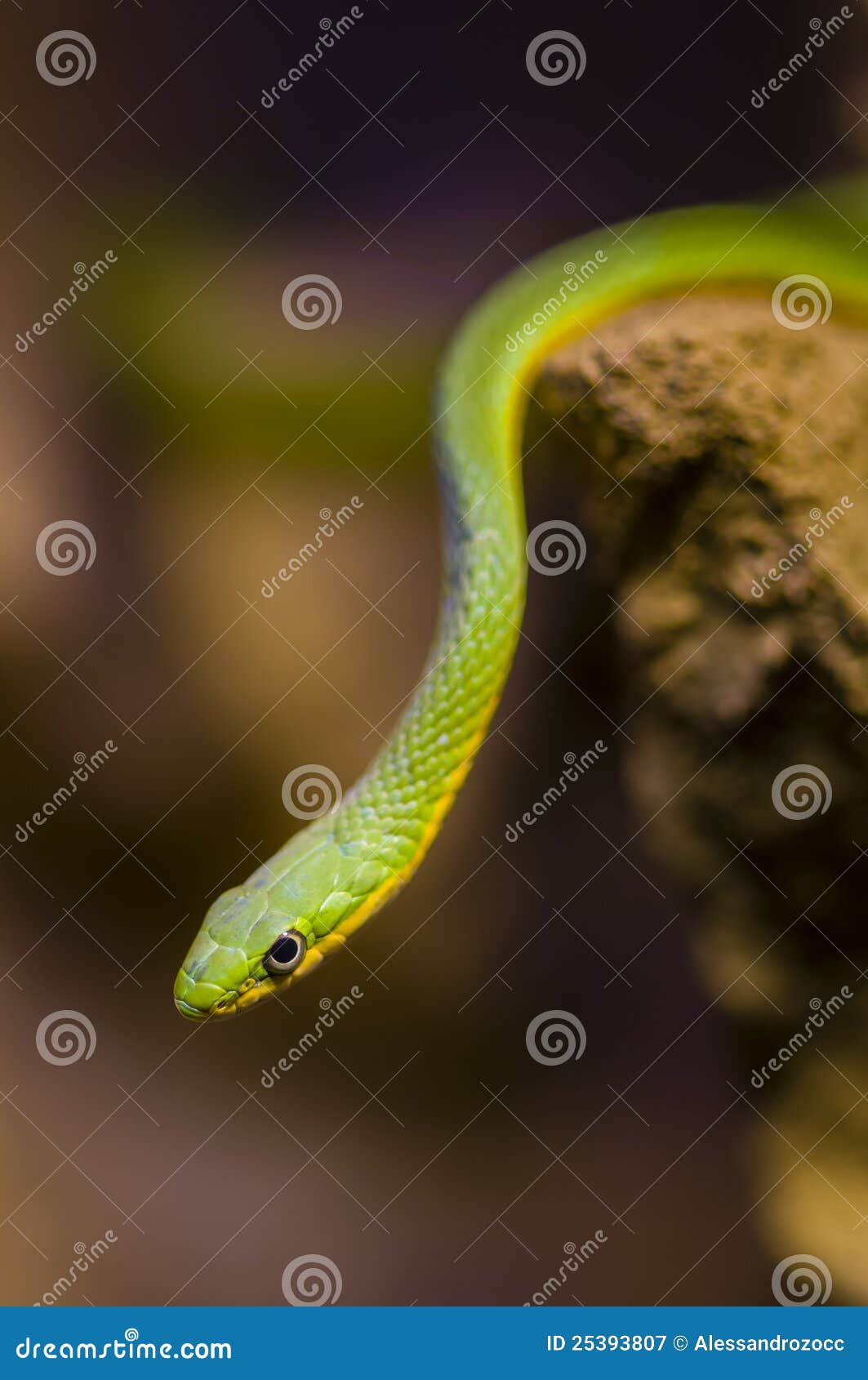 Hanging green snake stock image. Image of rock, animal - 25393807