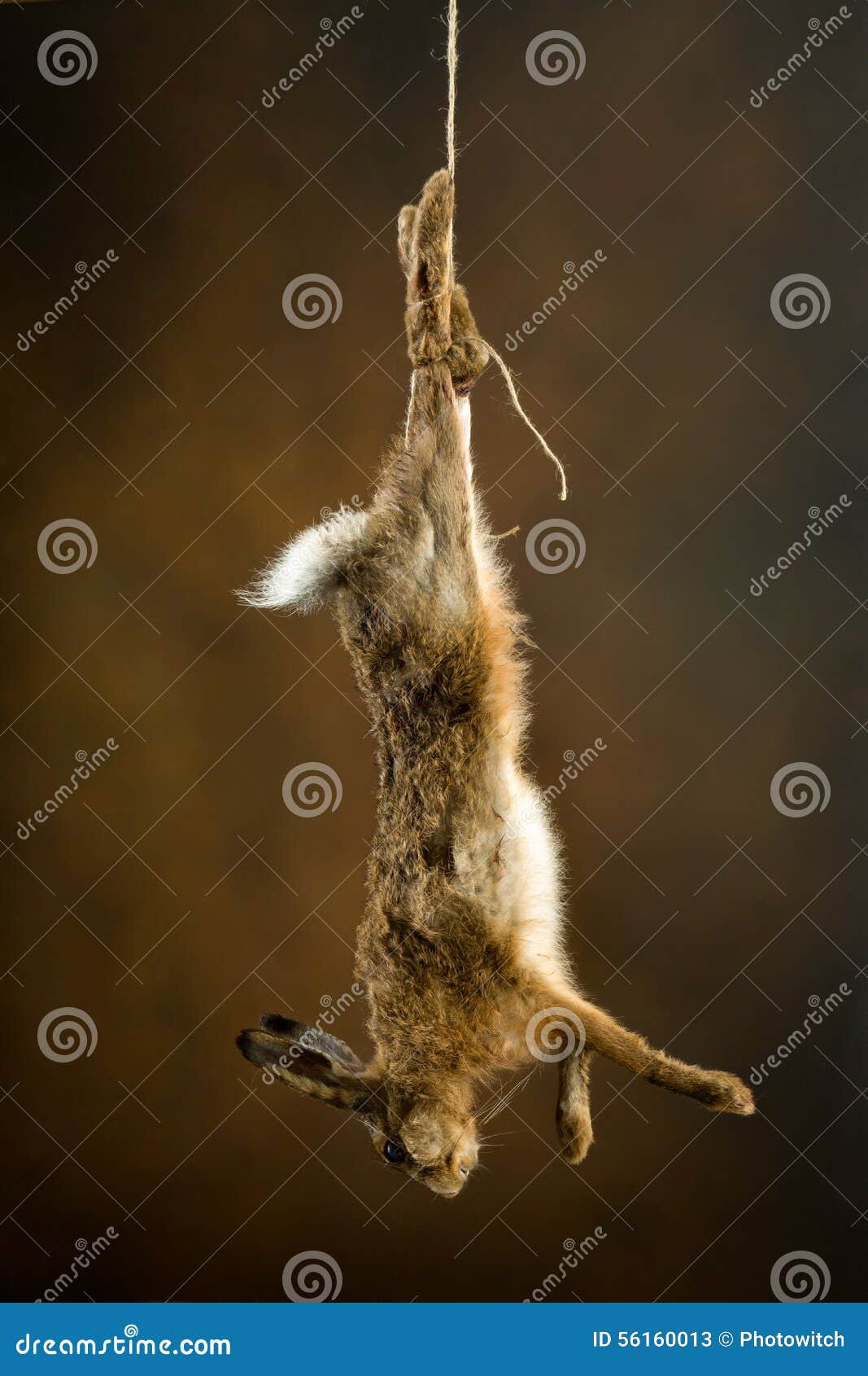 Hanging hare stock image. Image of hunter, game, killed - 56160013