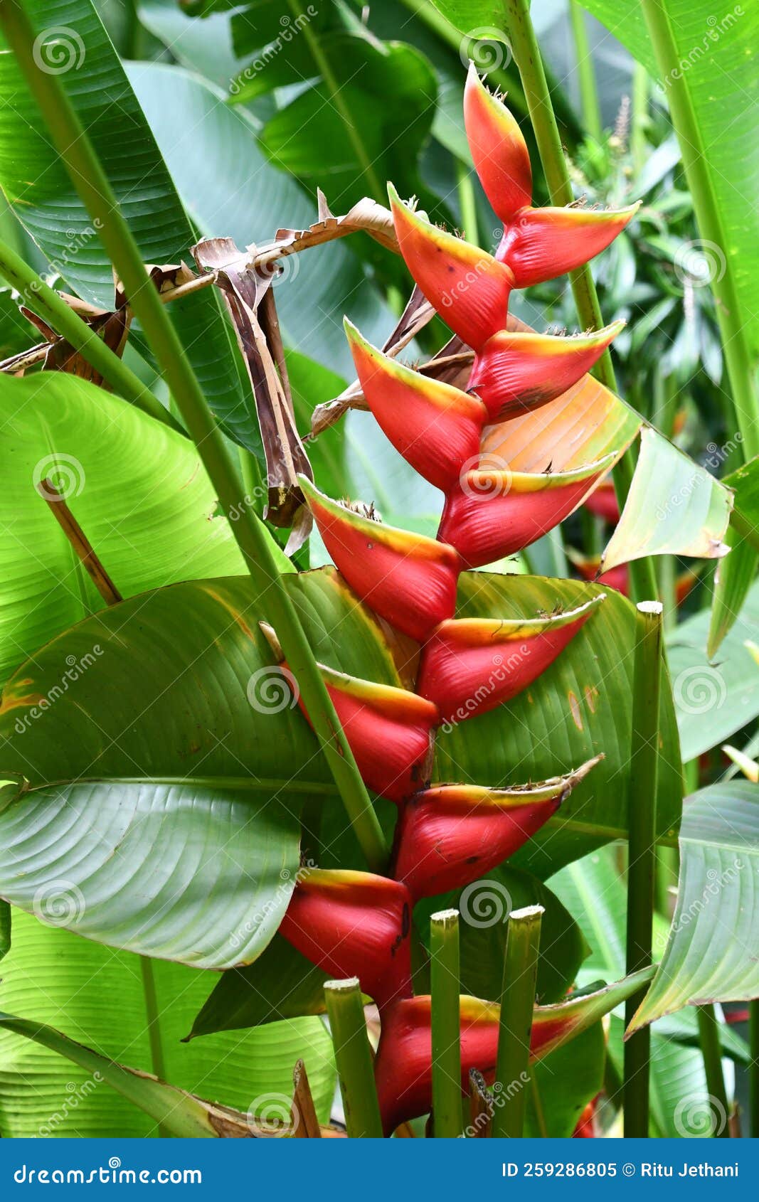 Hanging Heliconia Lobster Claw Flower Stock Image - Image of heliconia ...