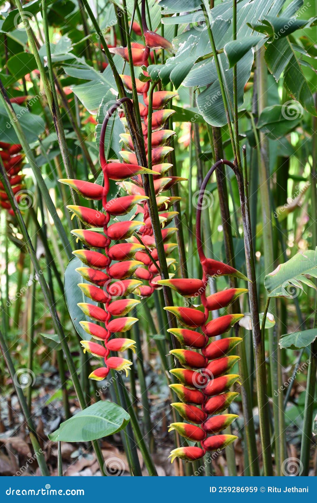 Hanging Heliconia Lobster Claw Flower Stock Image - Image of closeup ...
